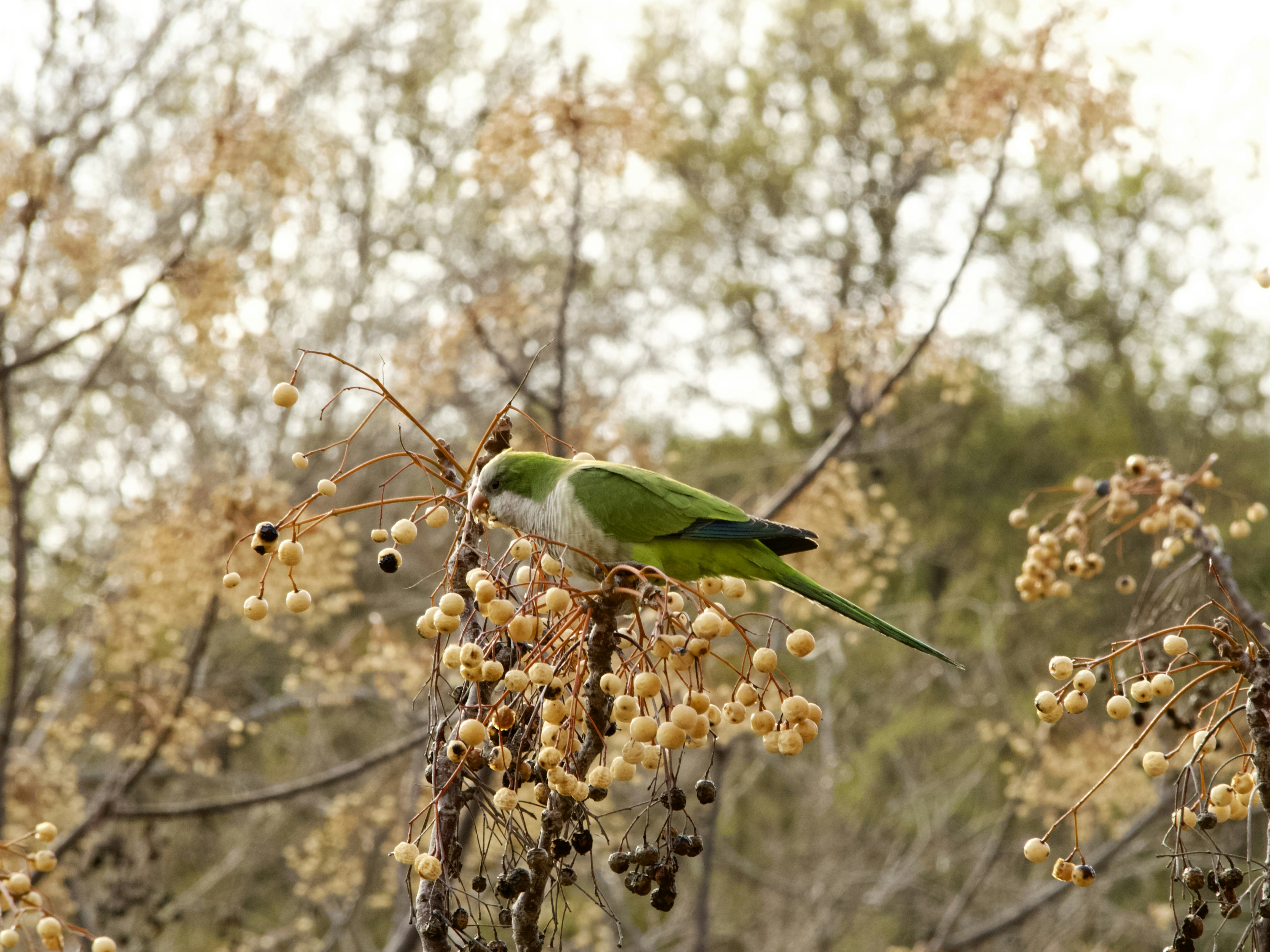 Green bird on a tree top.
