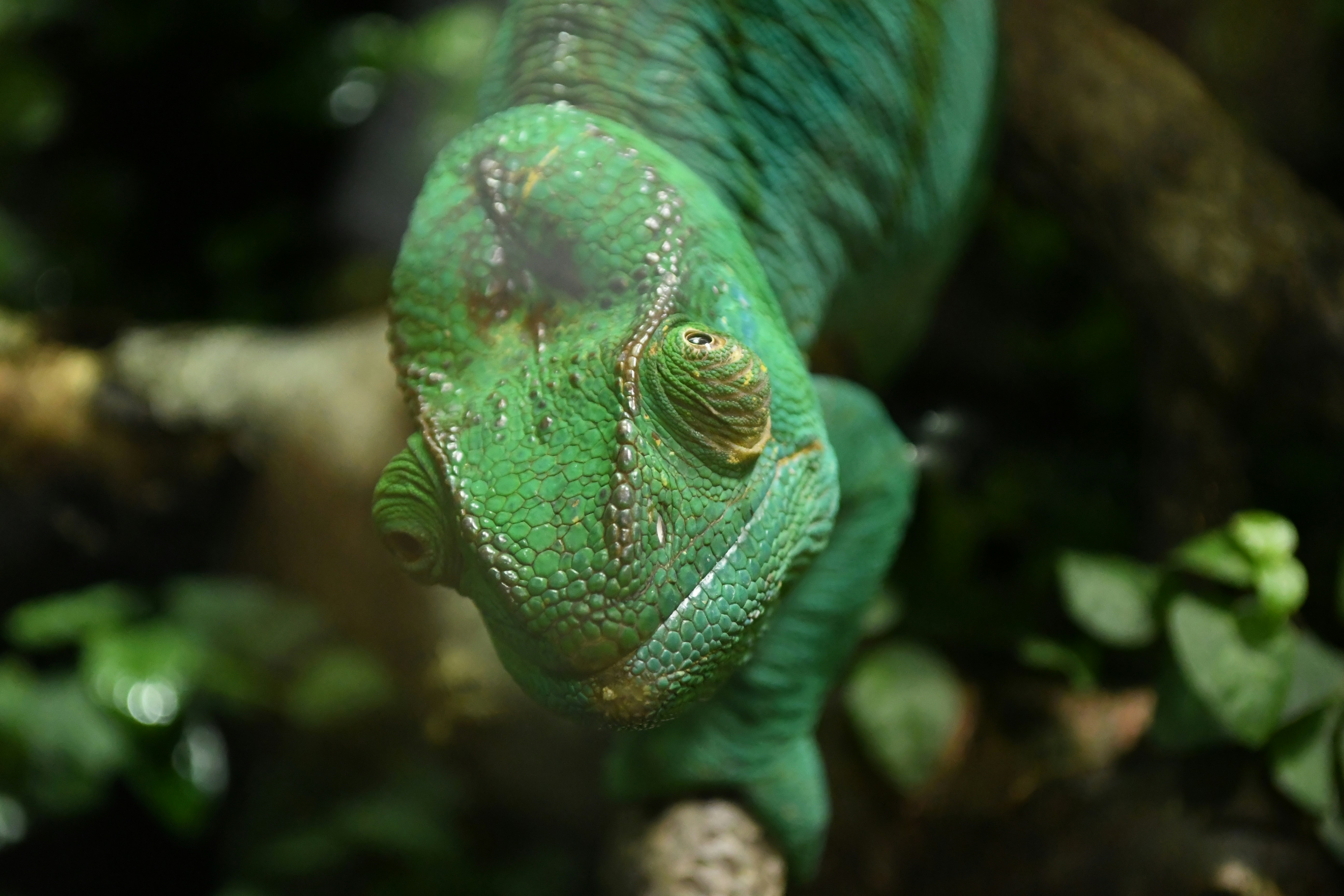 a close up of a green chamelon on a branchGábor Szűts