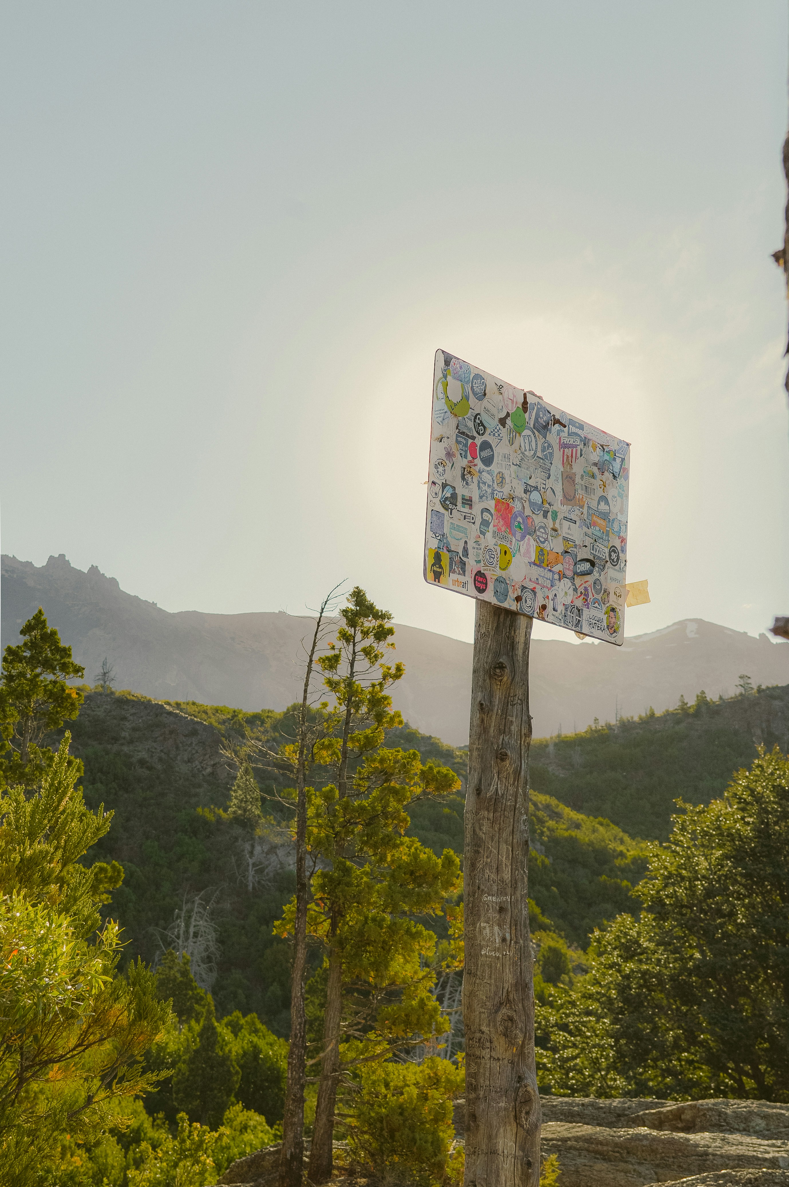 Stickered Signpost Rising Above Canyon Pines