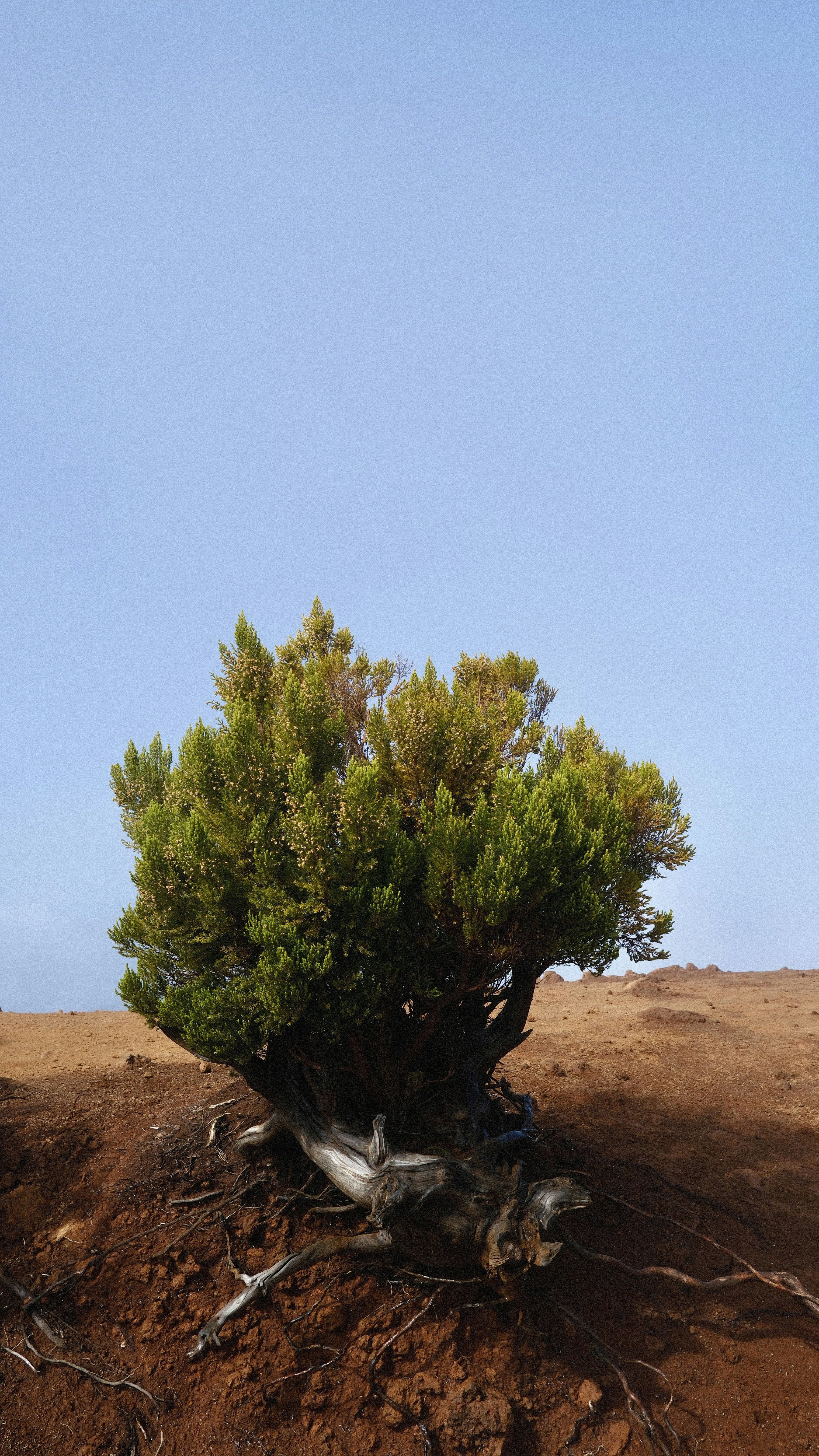 Rootbound Sentinel on a Parched Plain