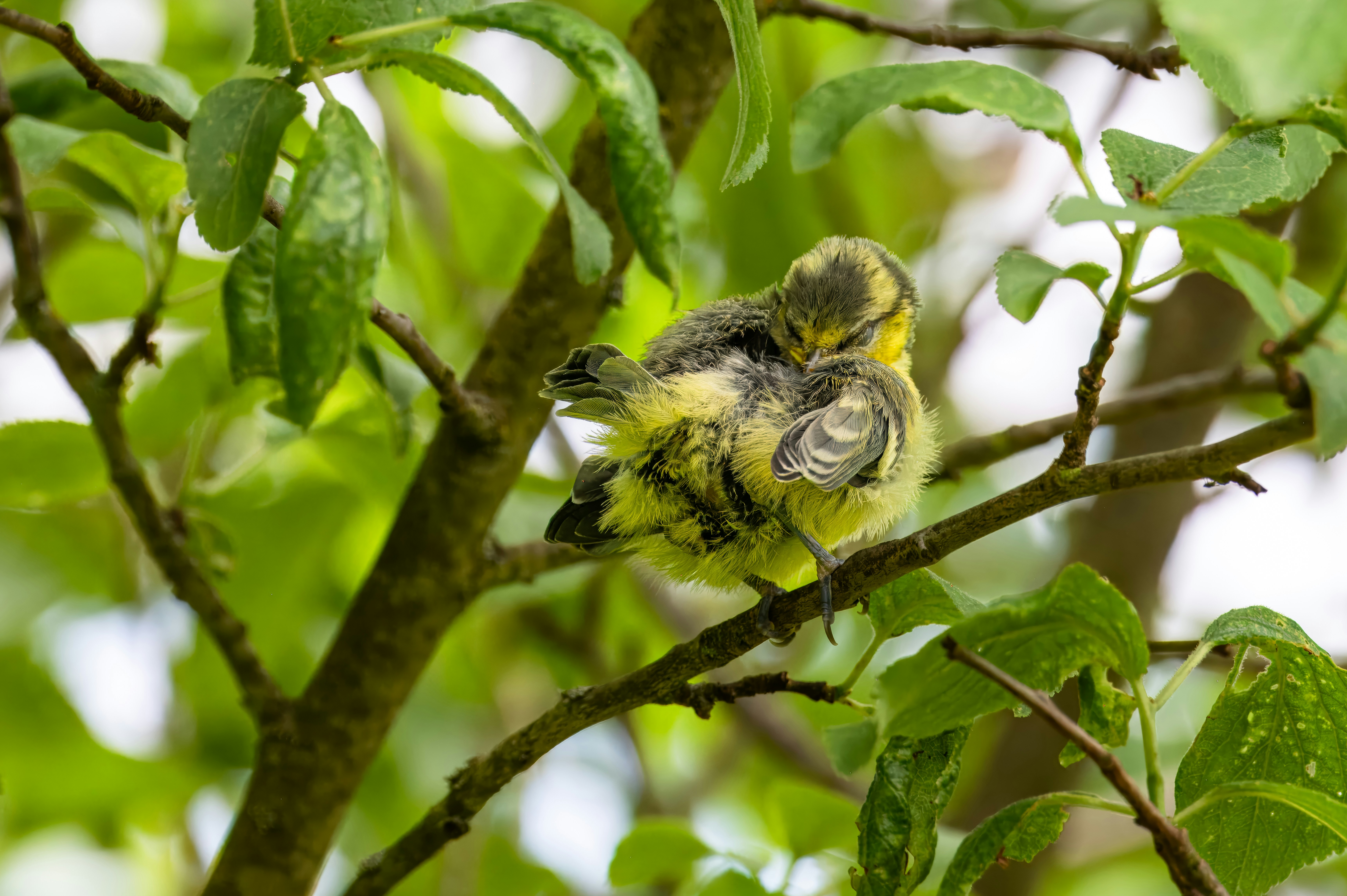 Young bird nestled among lush green leaves on a tree branch.