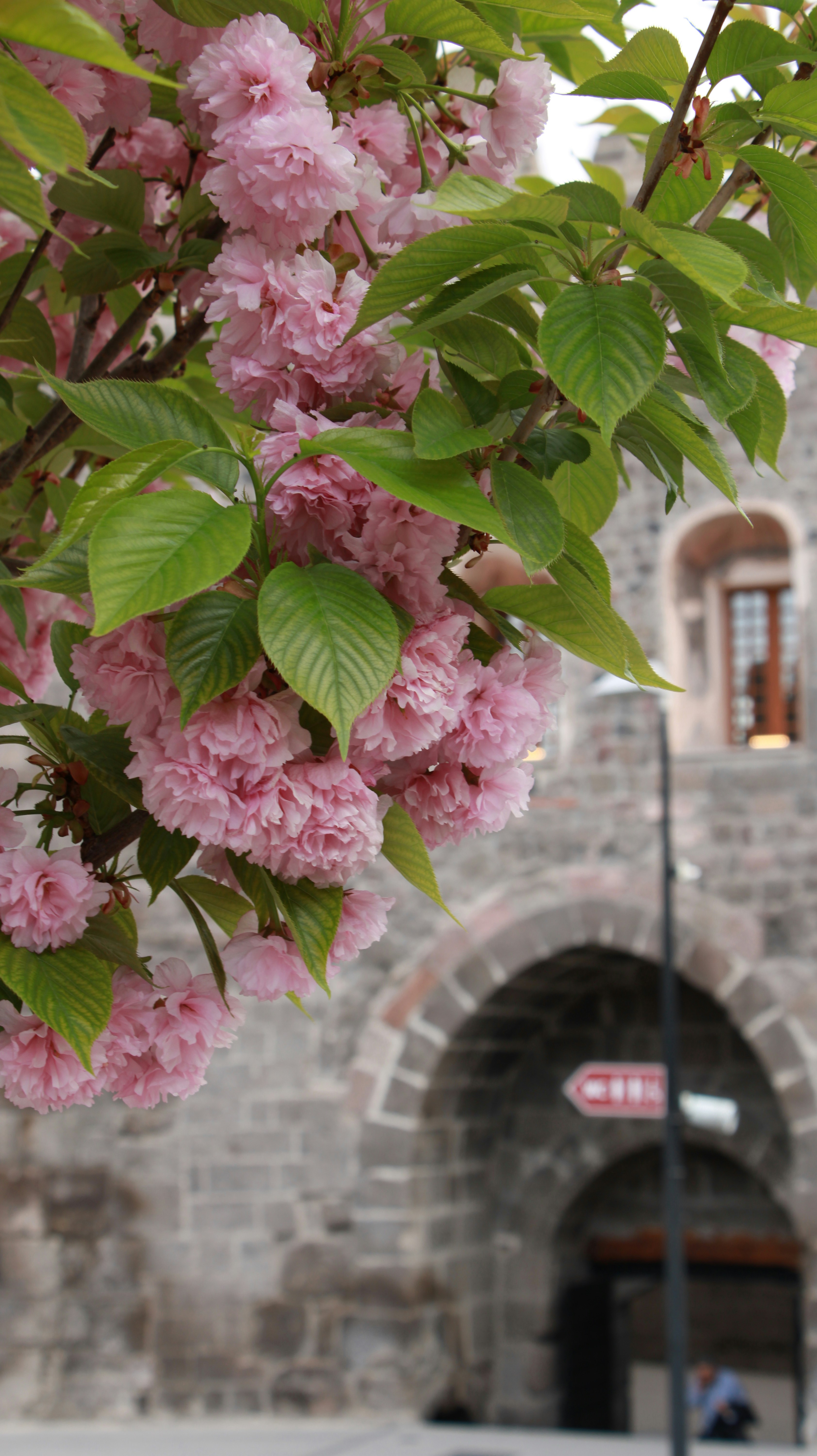 Spring's Pink Pom-Poms Framing a Weathered Arch