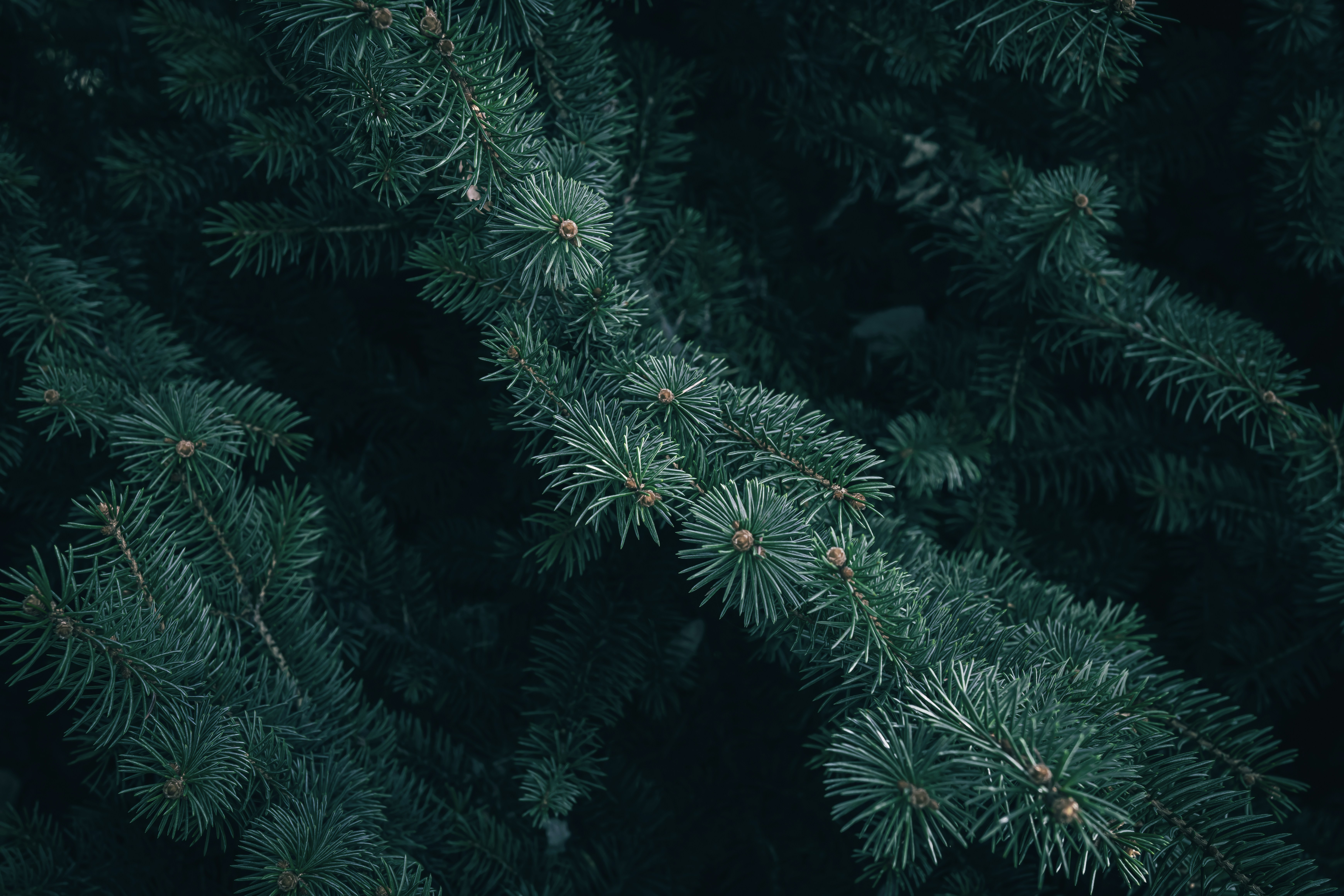A close up of a pine tree branch photo – Free Grey Image on Unsplash