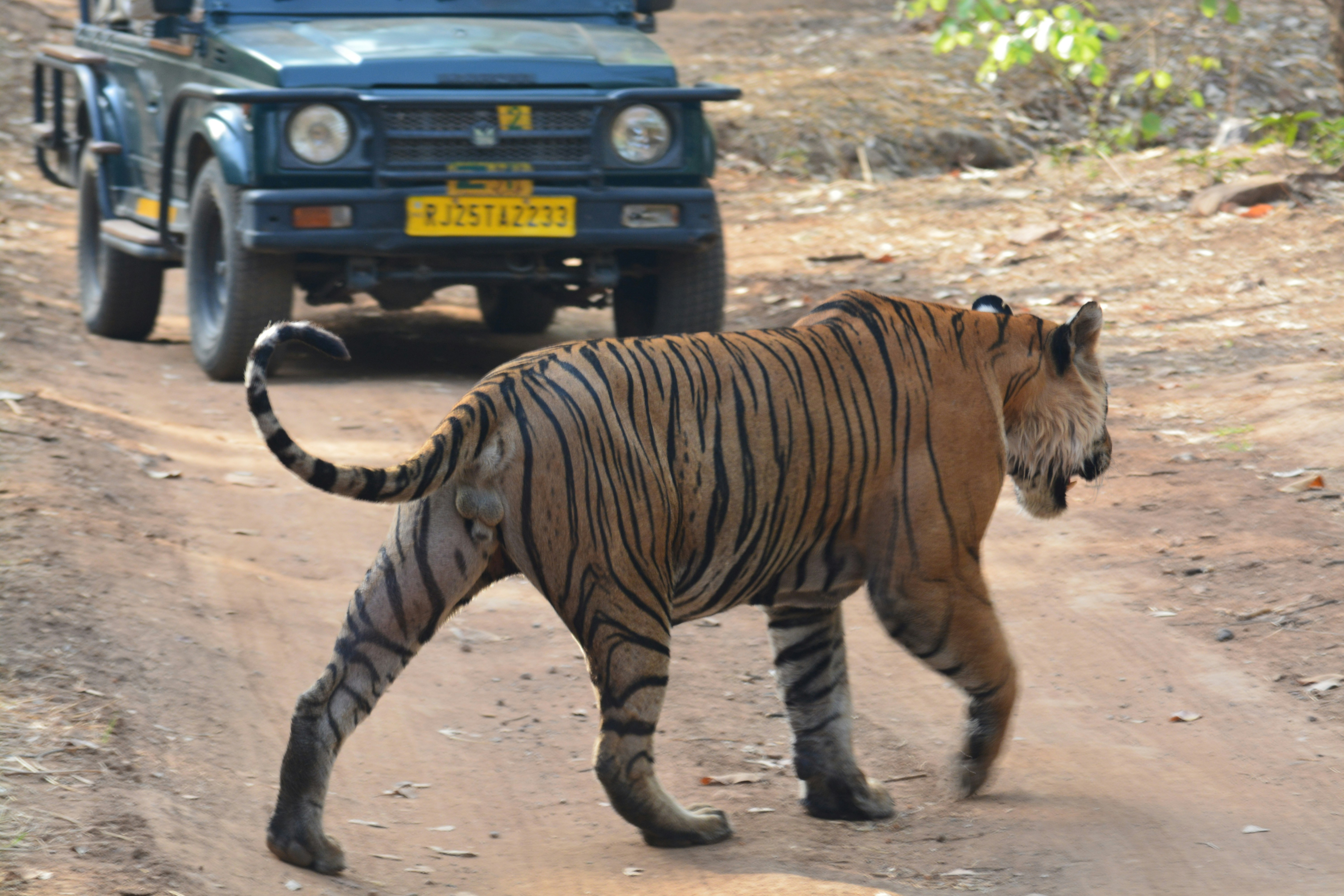 Dust, Stripes, and Safari: Tiger Crossing the Red Dirt Road