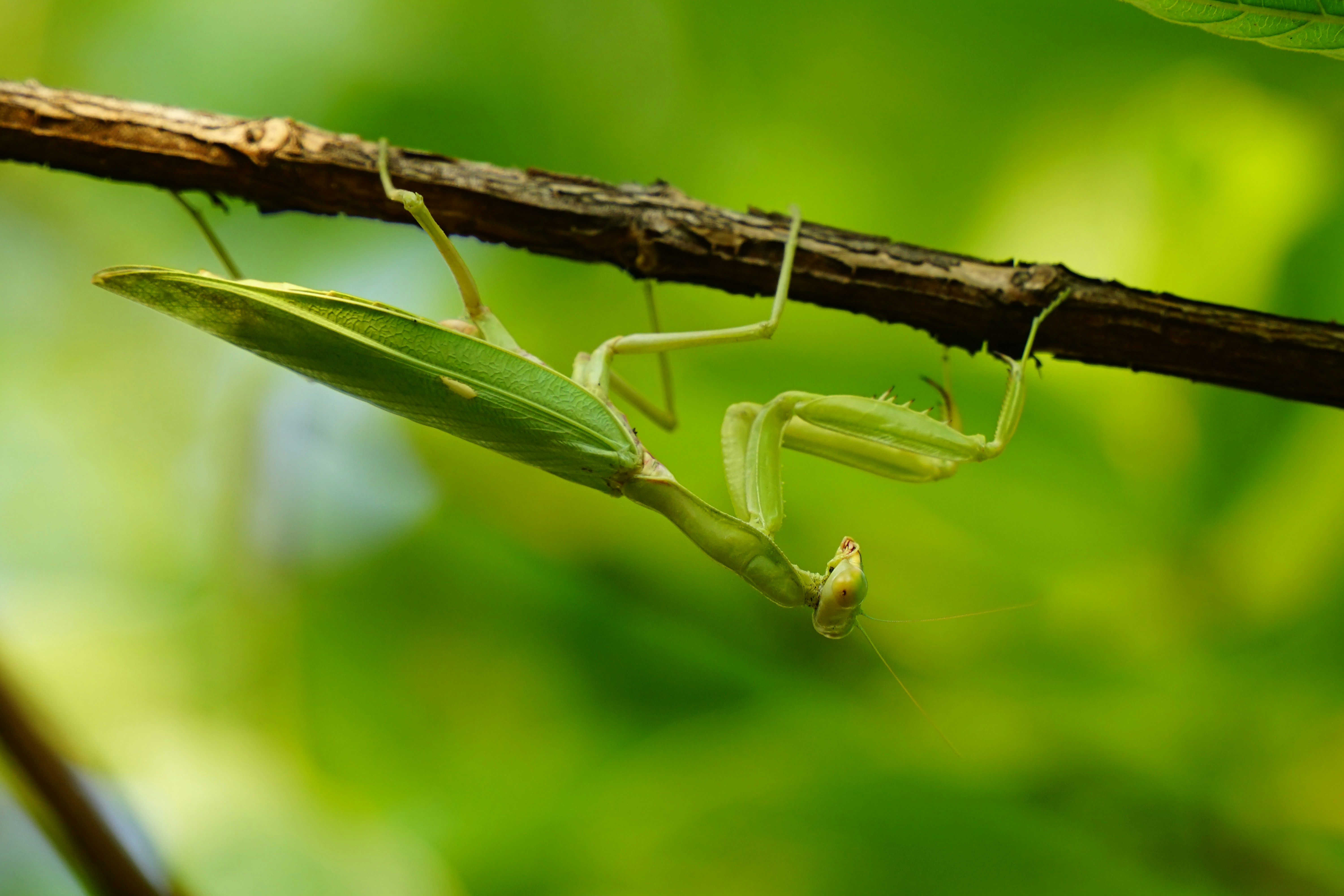 A praying praying praying praying praying praying praying praying ...