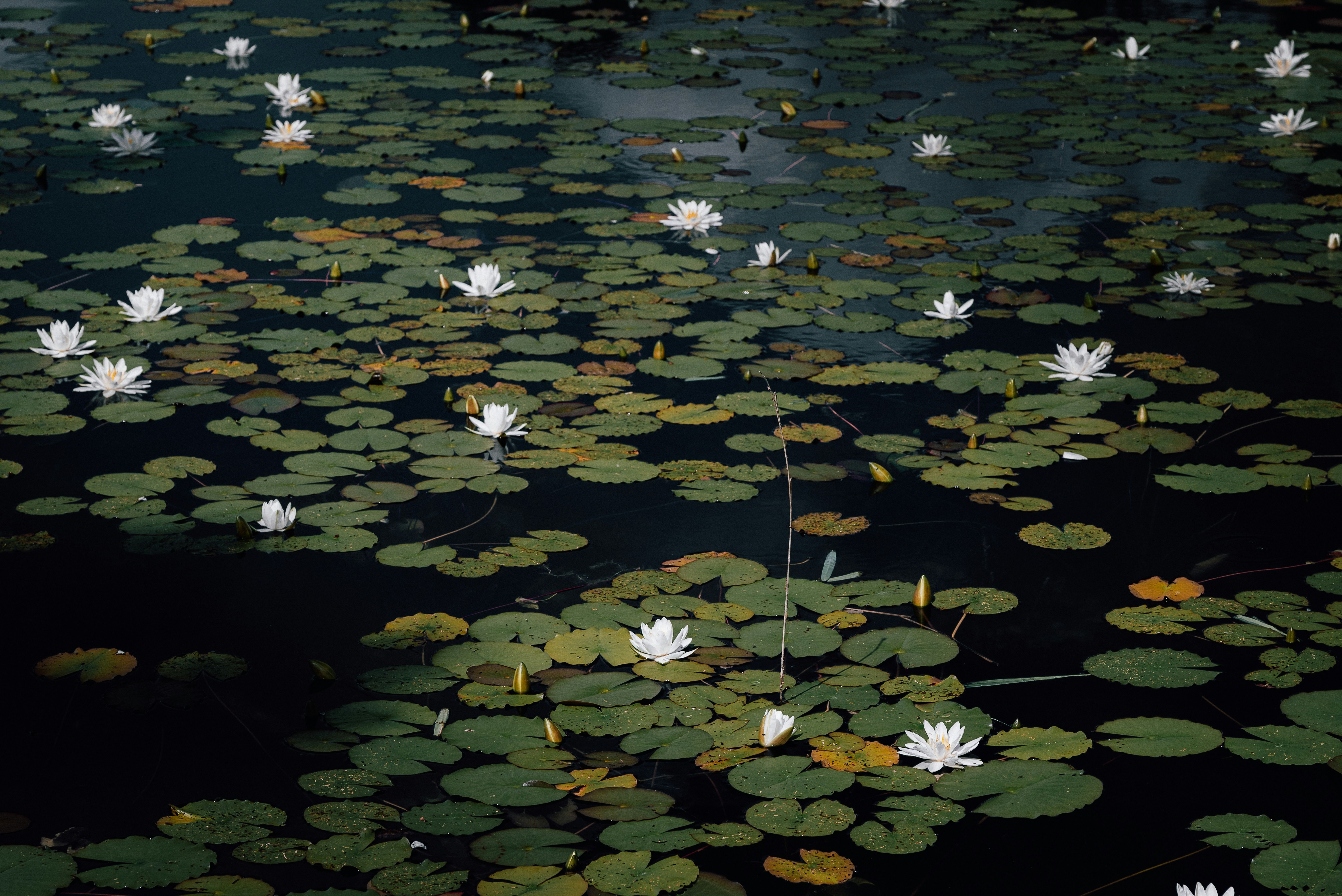 A pond filled with lots of water lilies photo – Free Nature Image on ...