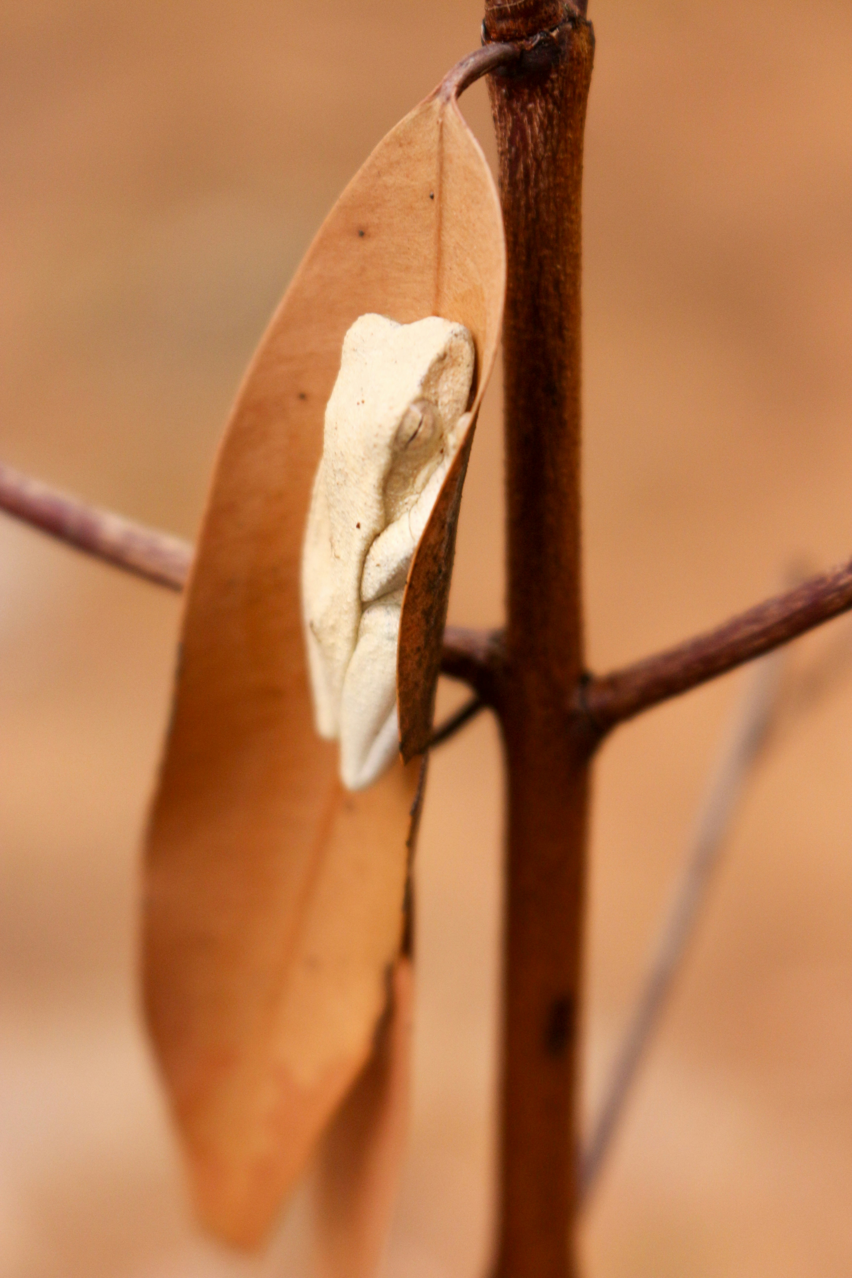 Tiny Pale Scale Clings to a Dried Autumn Leaf in Soft Macro