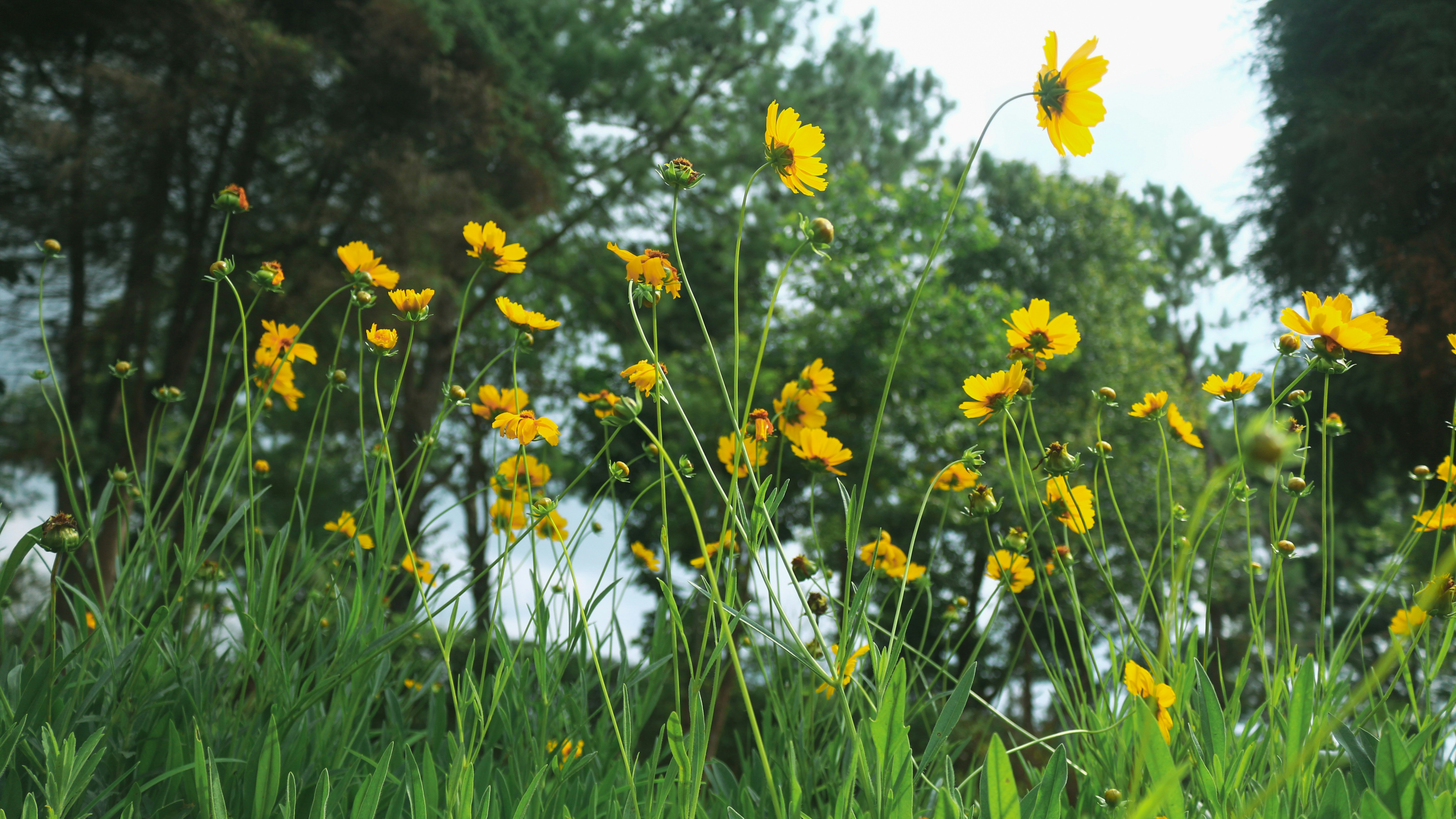 Whispering Yellow: Framing a Sunlit Meadow of Wildflowers