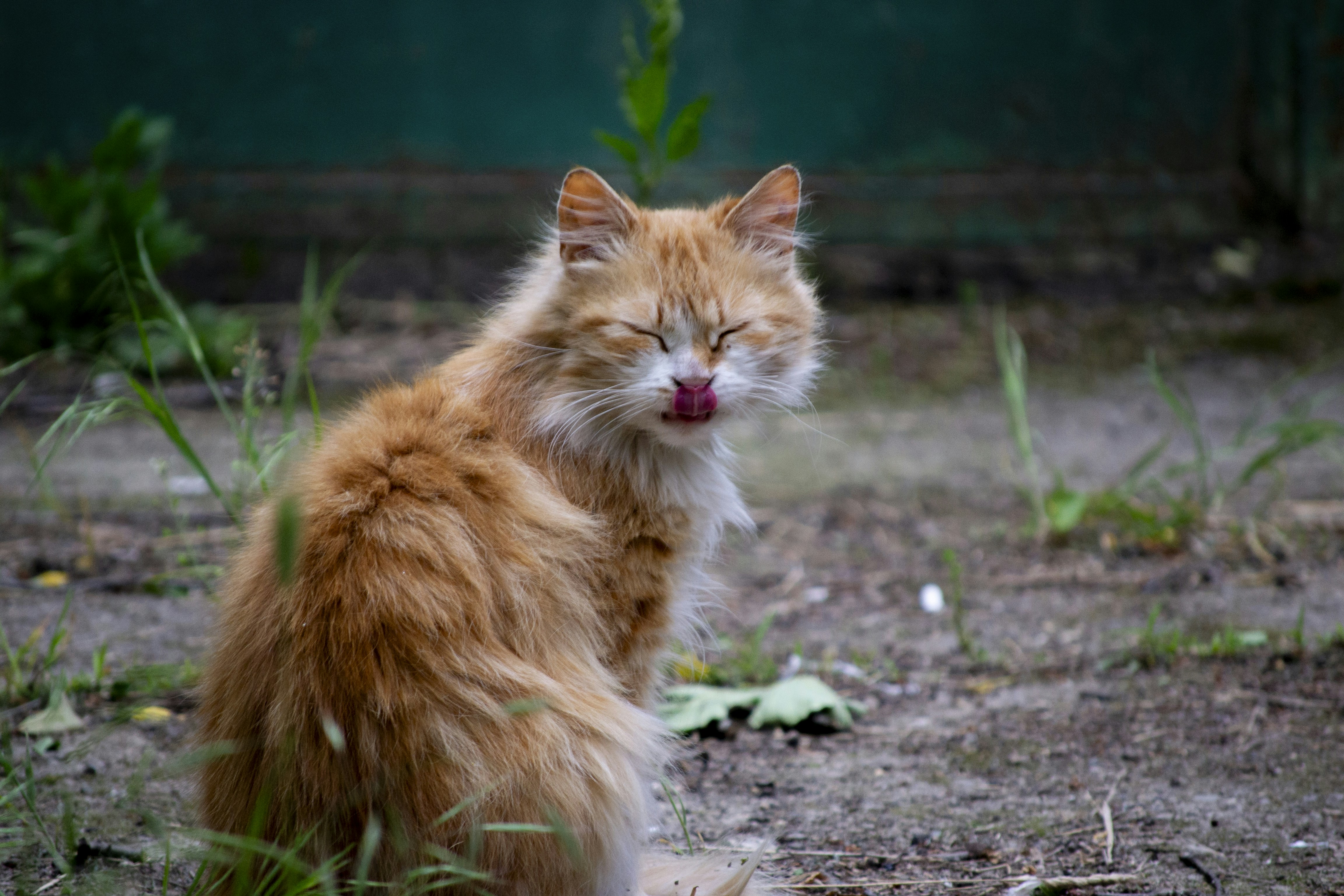Tongue-Out Ginger Cat Pauses on a Sparse Dirt Patch
