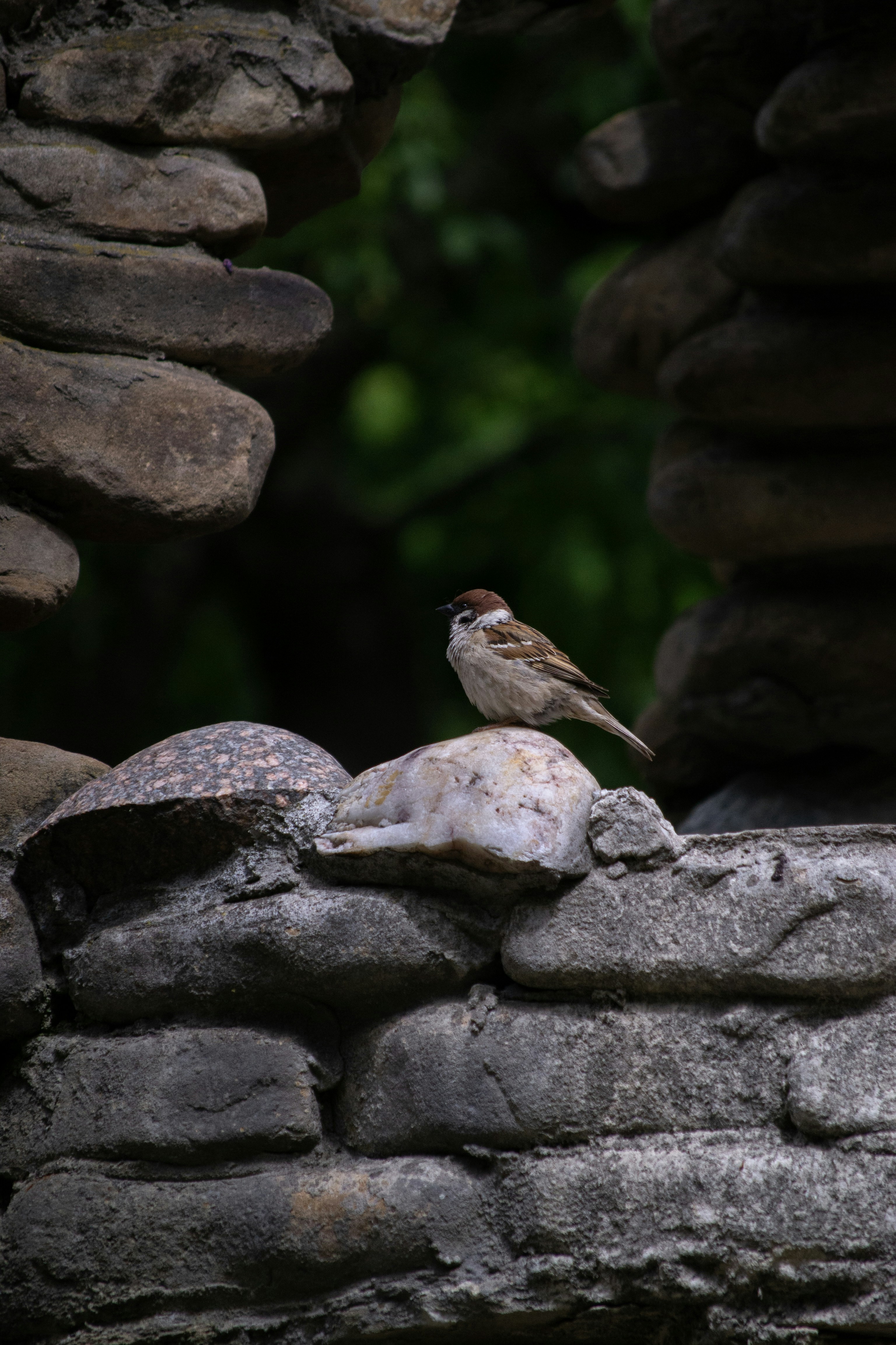 A sparrow is sitting on a stone wall