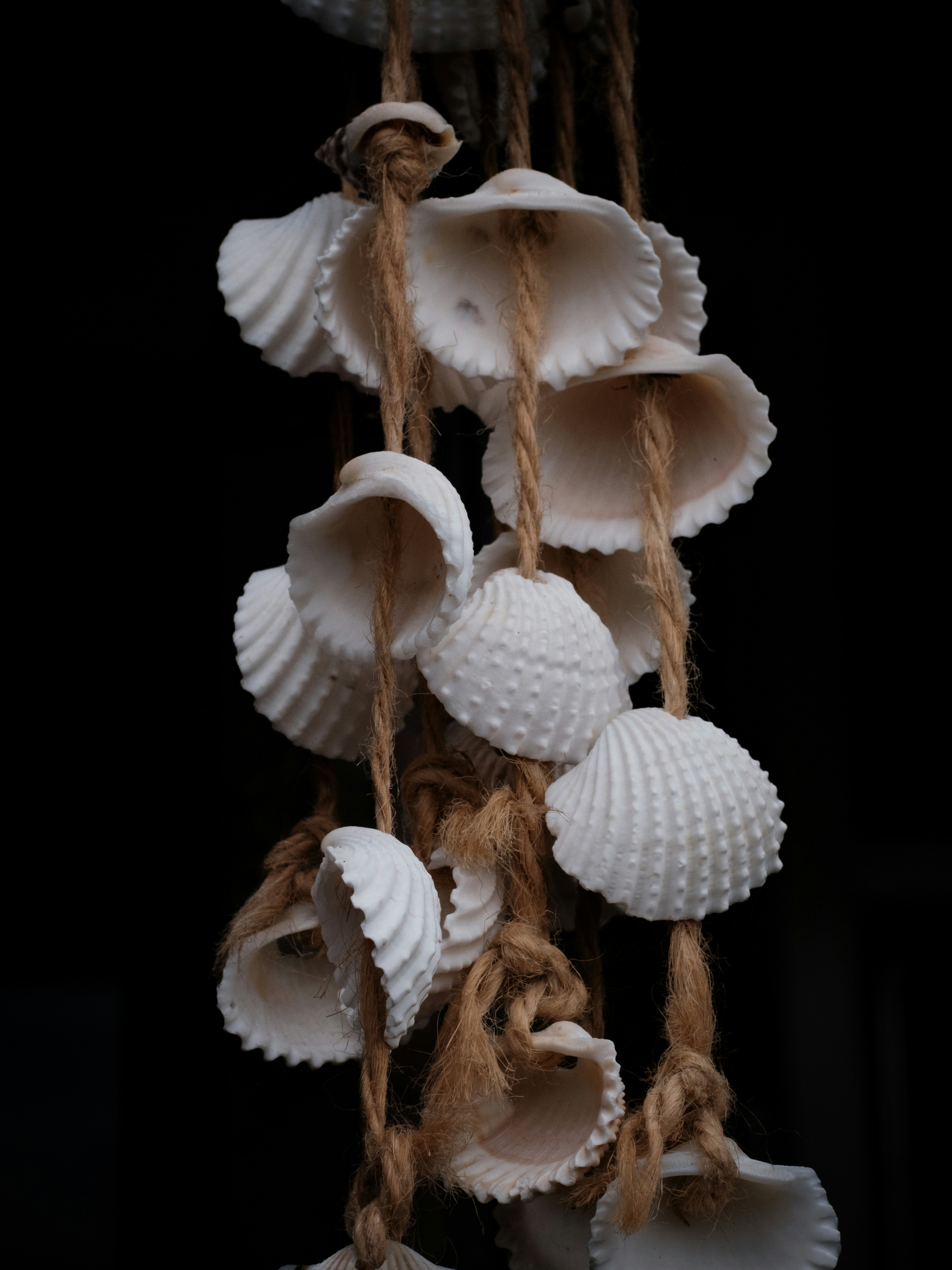 A bunch of seashells hanging from a rope photo – Free Grey Image on ...