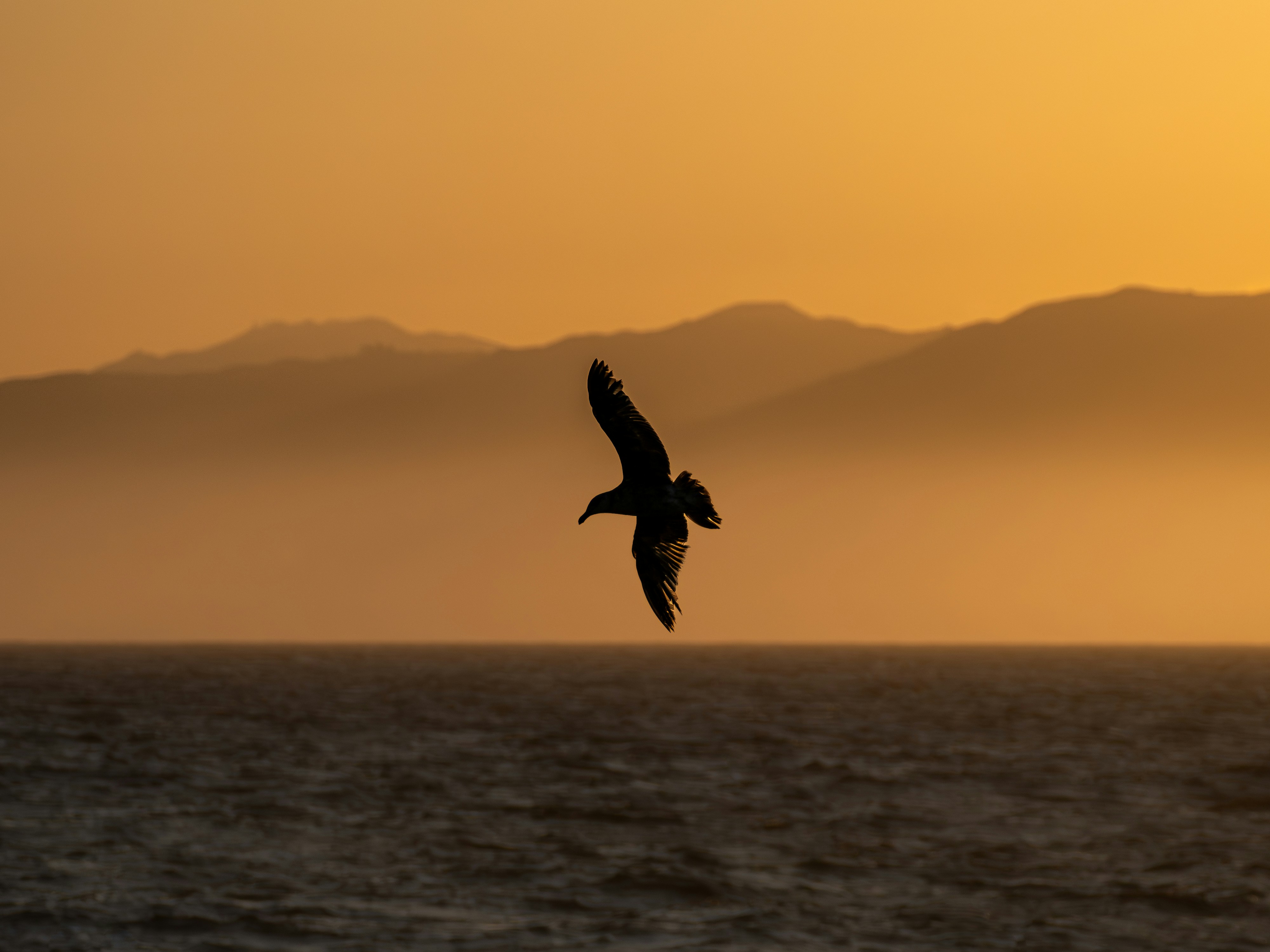 A bird flying over a body of water photo – Free Nature Image on Unsplash