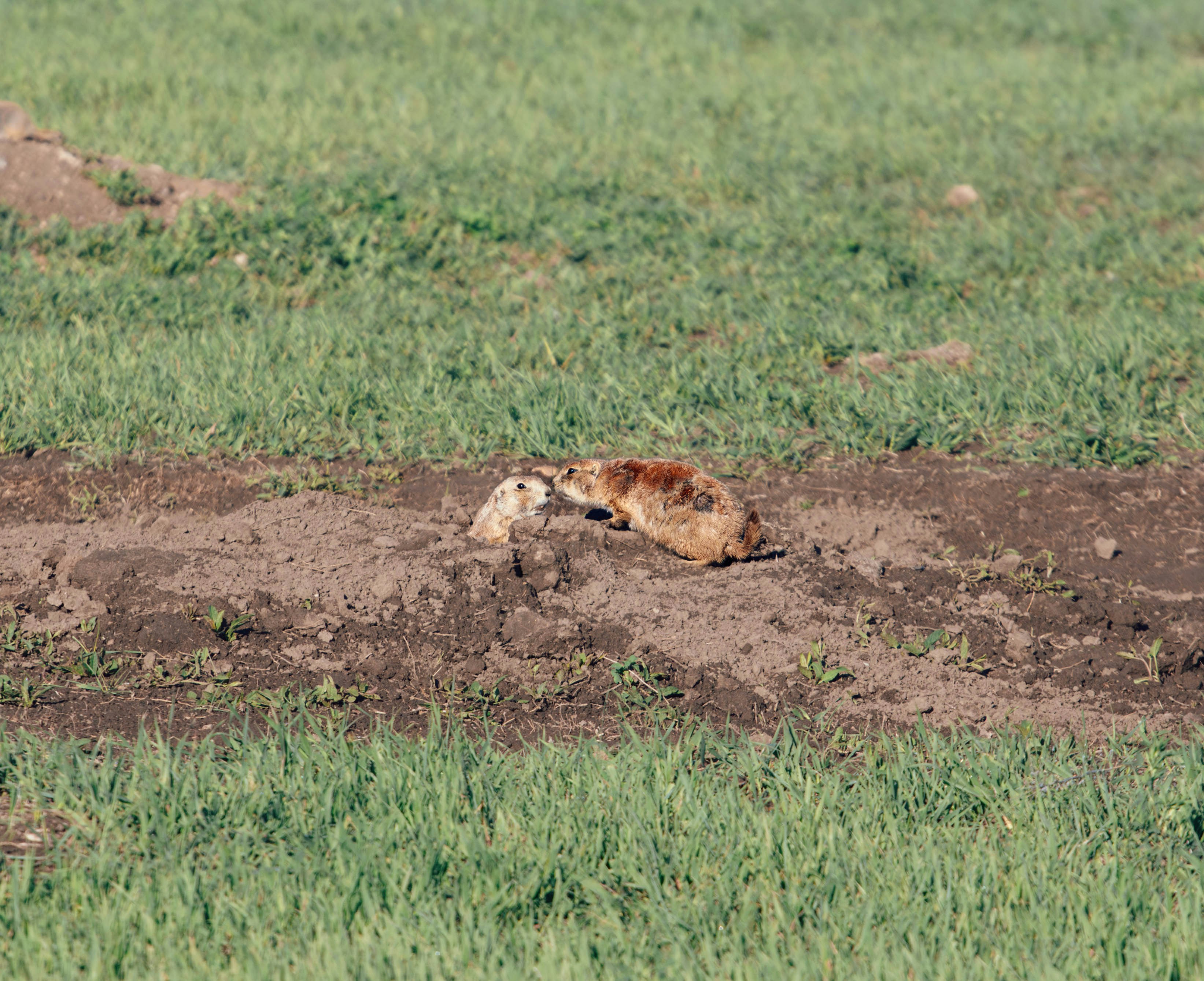 Prairie dog resting on a mound in a grassy field, showcasing its natural habitat and behavior.