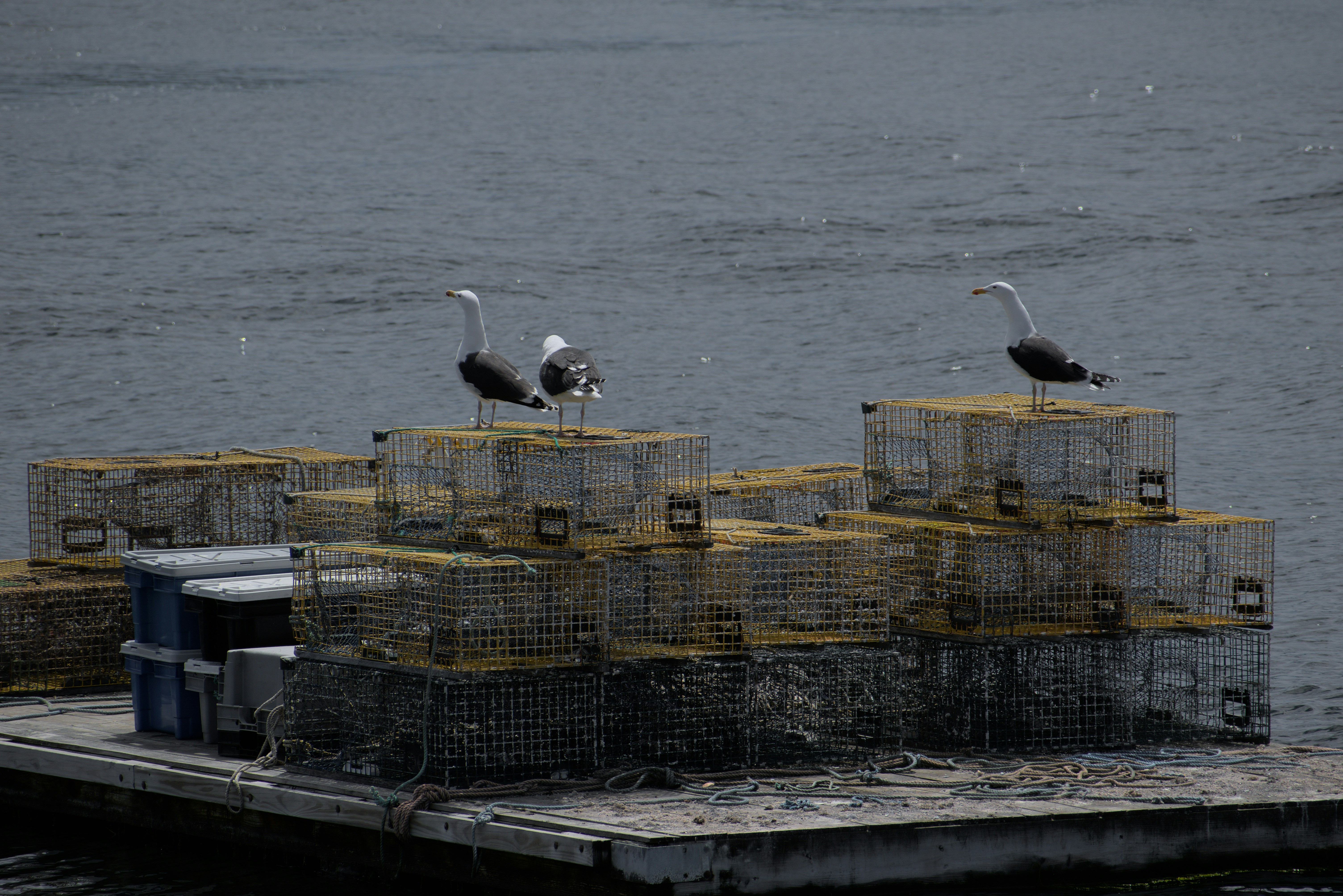 Harbor Perch: Trio of Herons on a Crate-Piled Dock