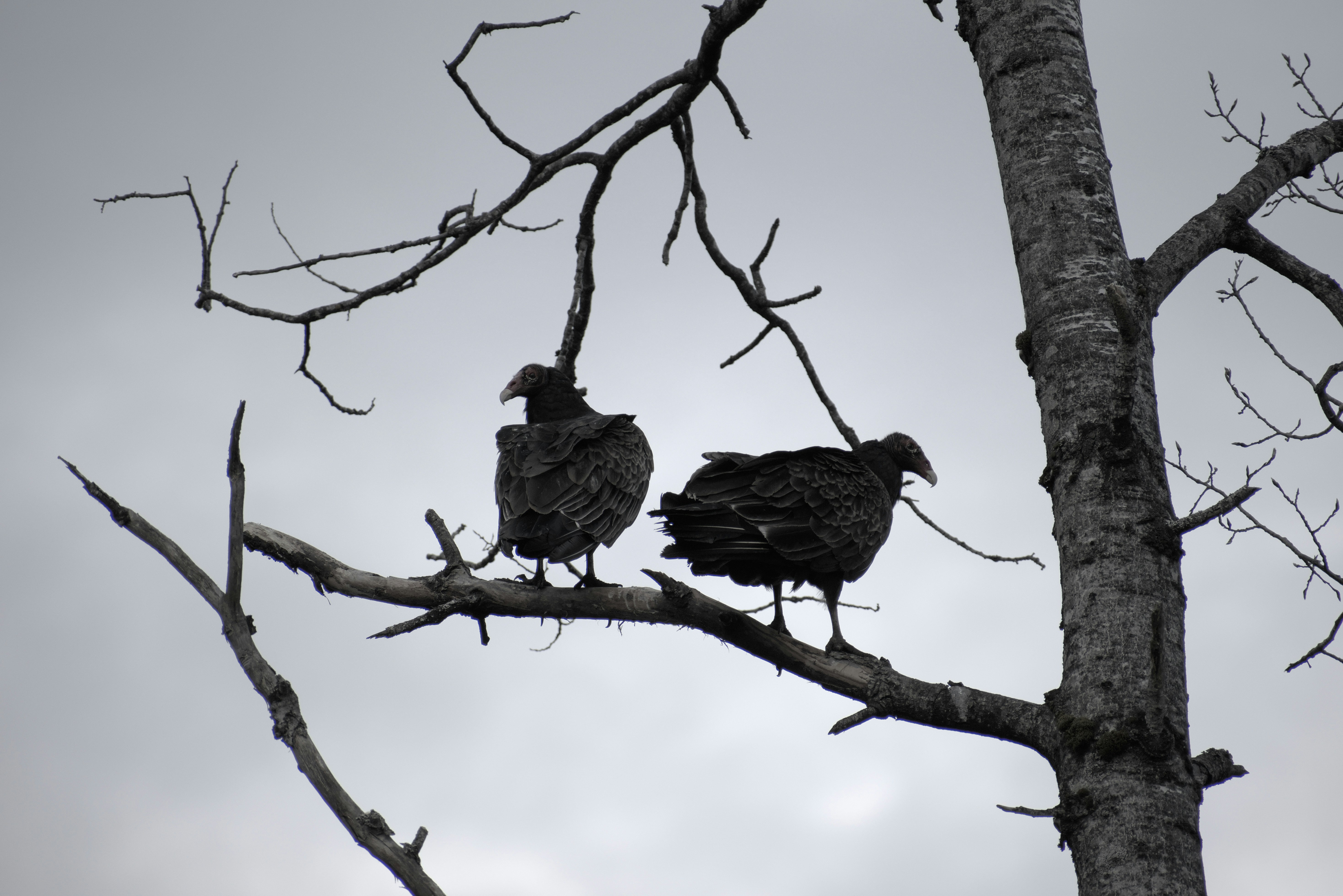 Two Crows on a Weathered Limb Beneath a Moody Overcast