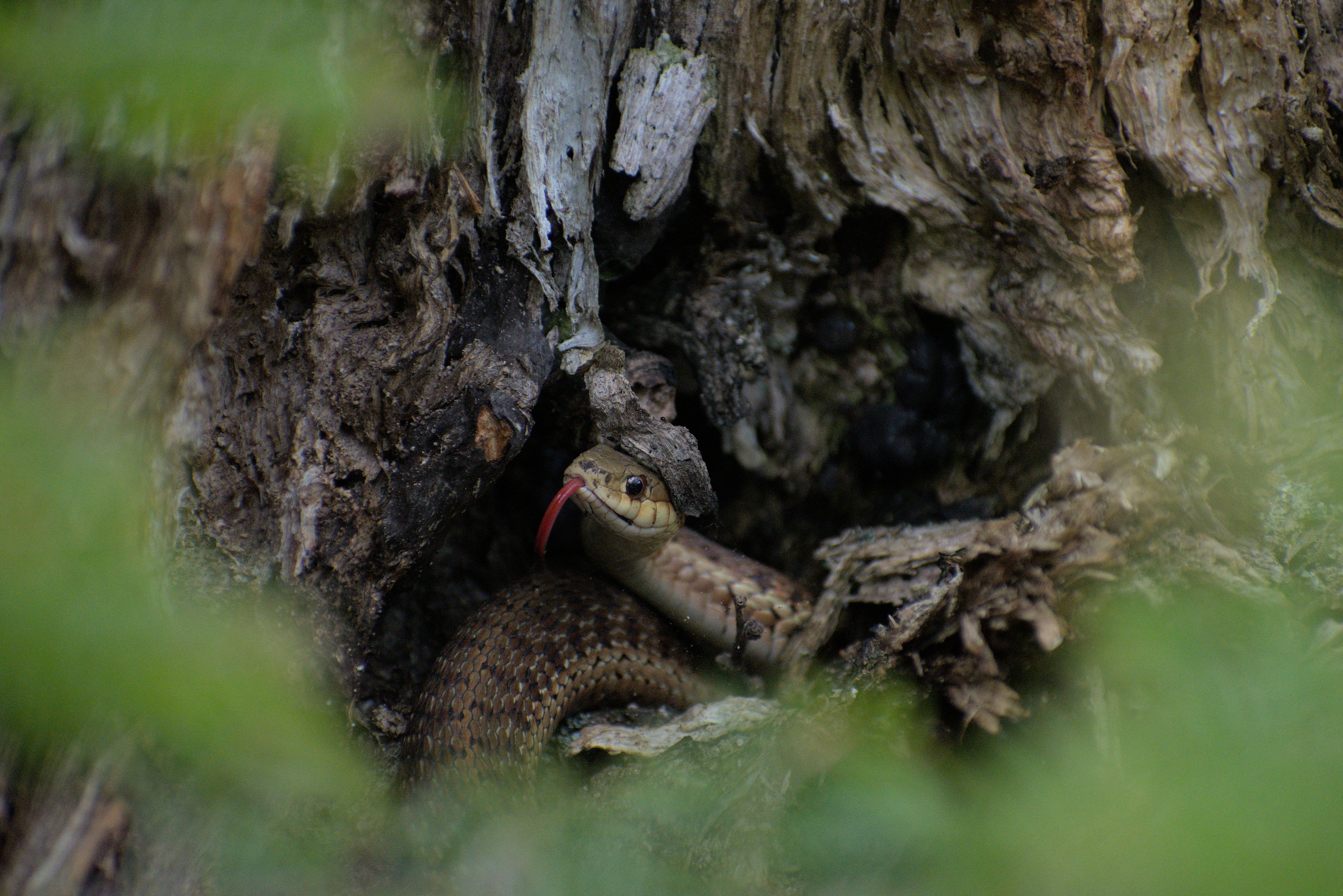 Hidden Viper in Bark: a head peeks from a forest hollow