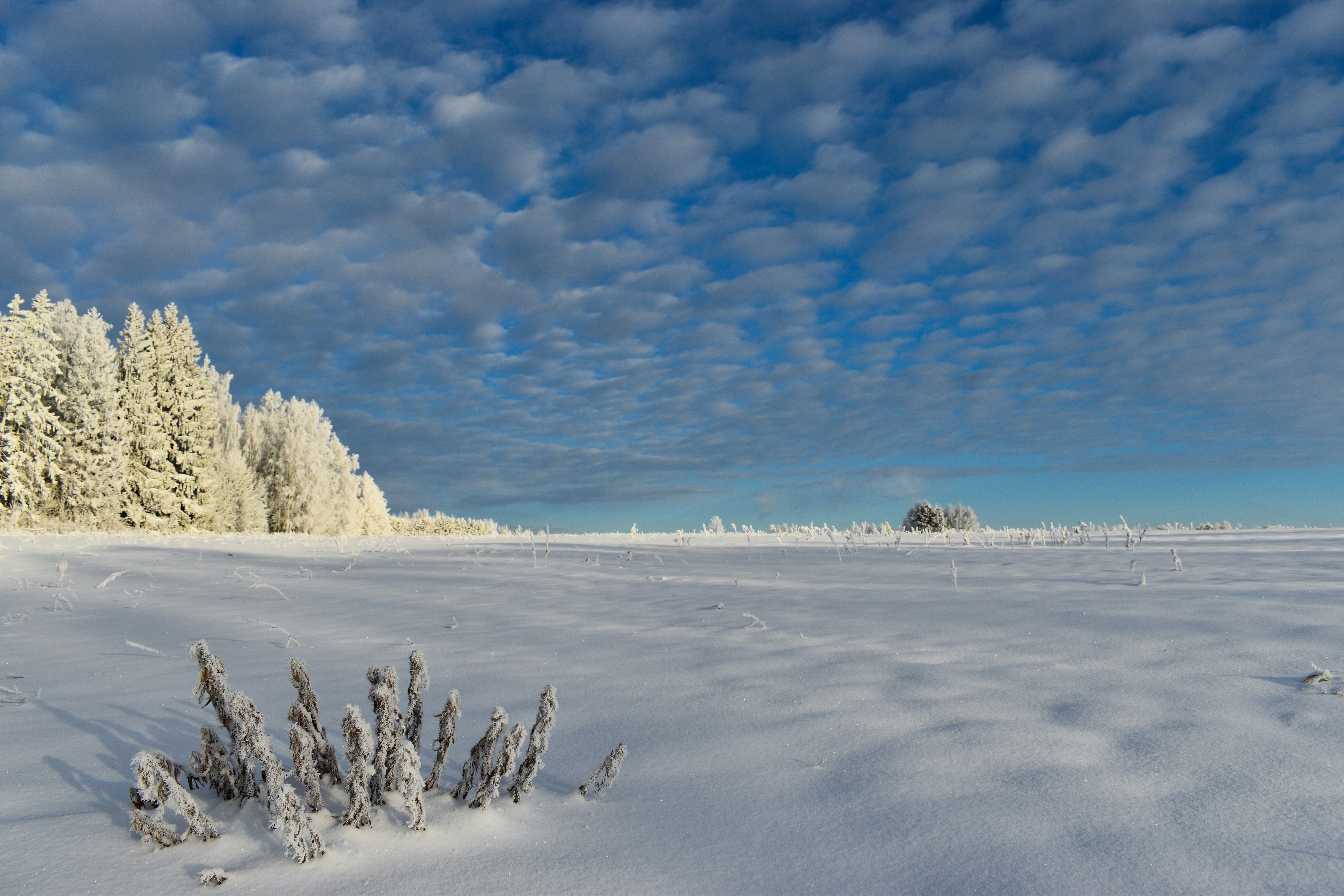 A snow covered field with trees and clouds in the background photo ...