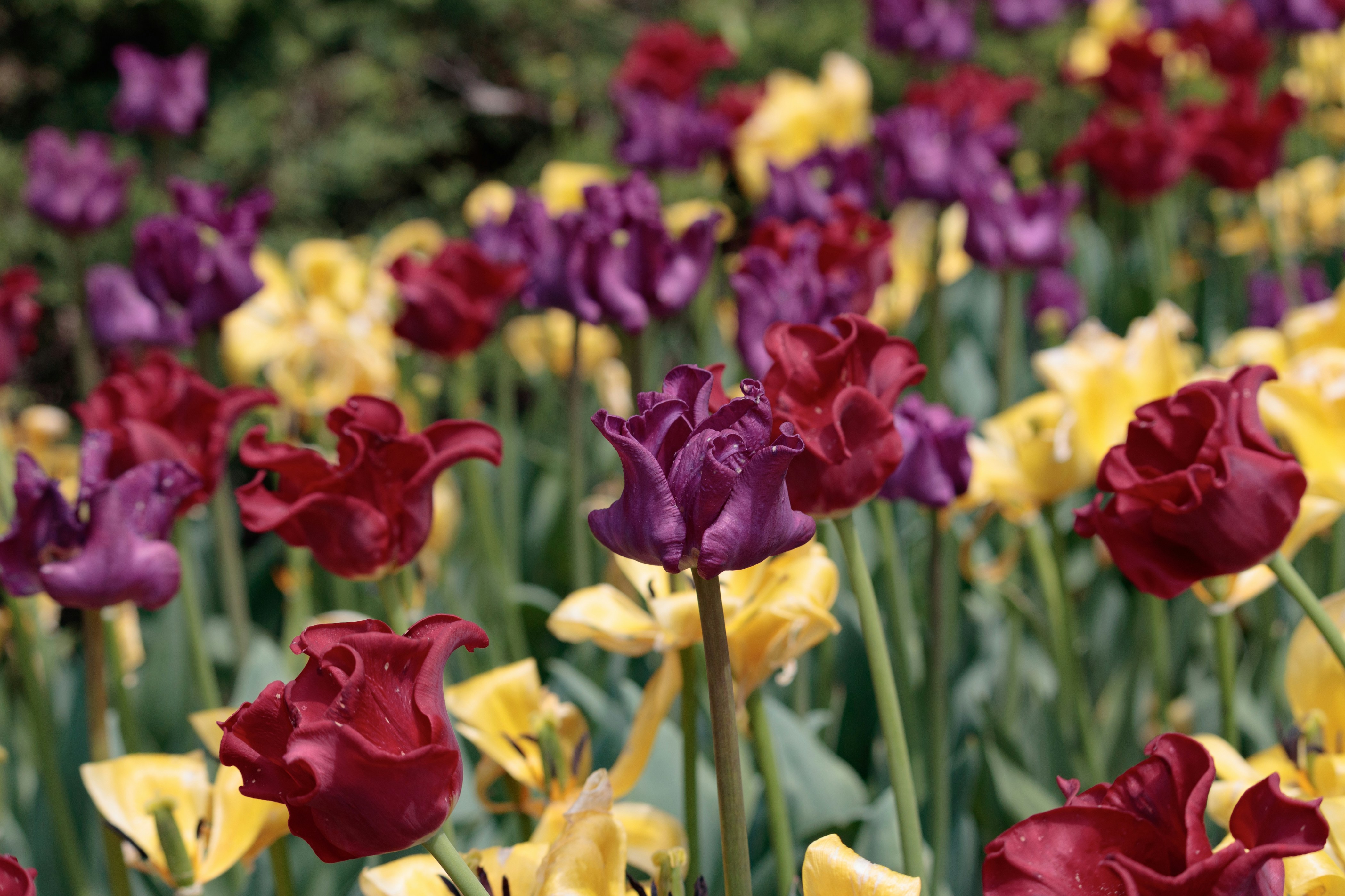 Tulip Mosaic: Crimson, Lavender, and Sunlit Yellow in a Garden Sea