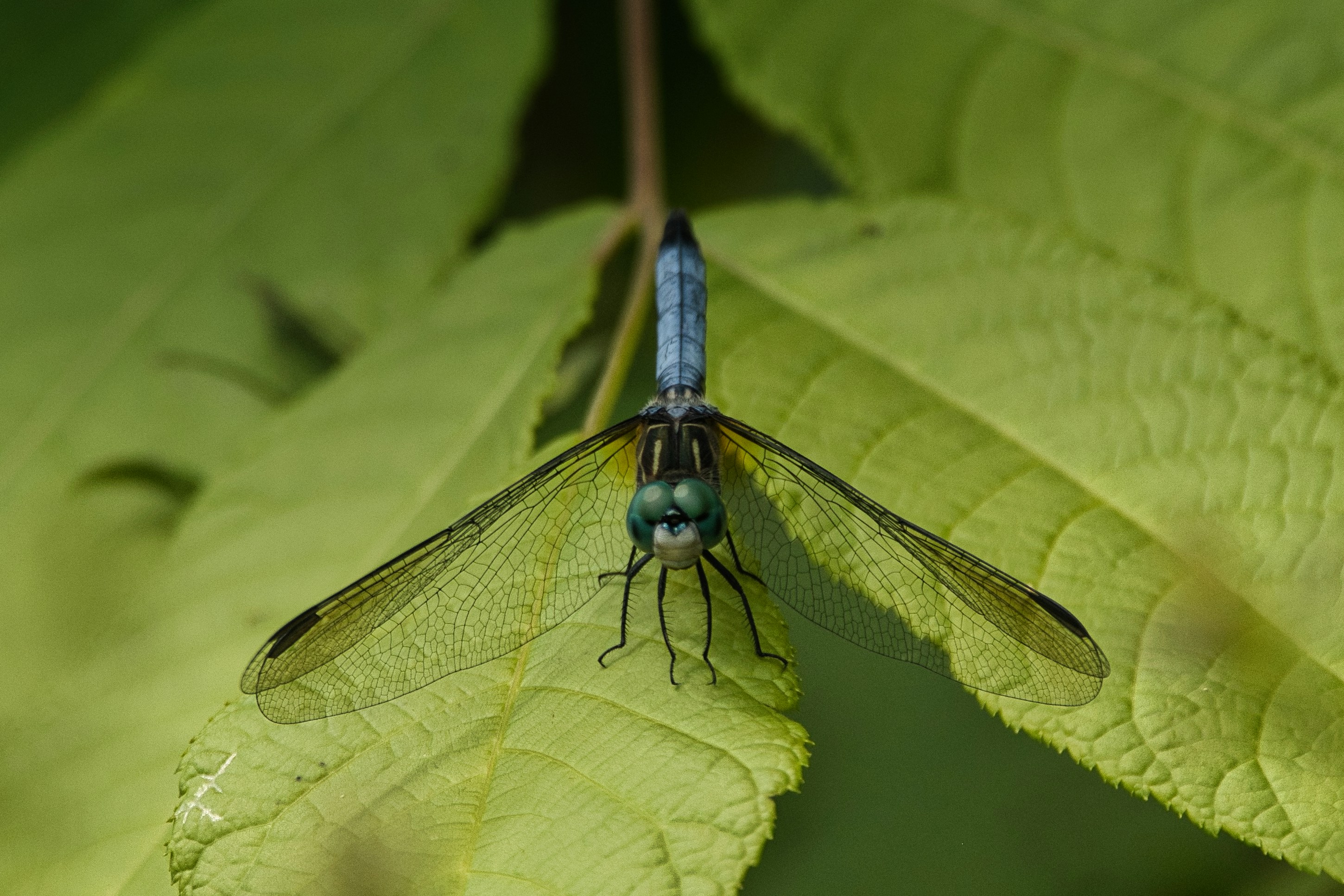 A blue and black insect sitting on top of a green leaf photo – Free ...