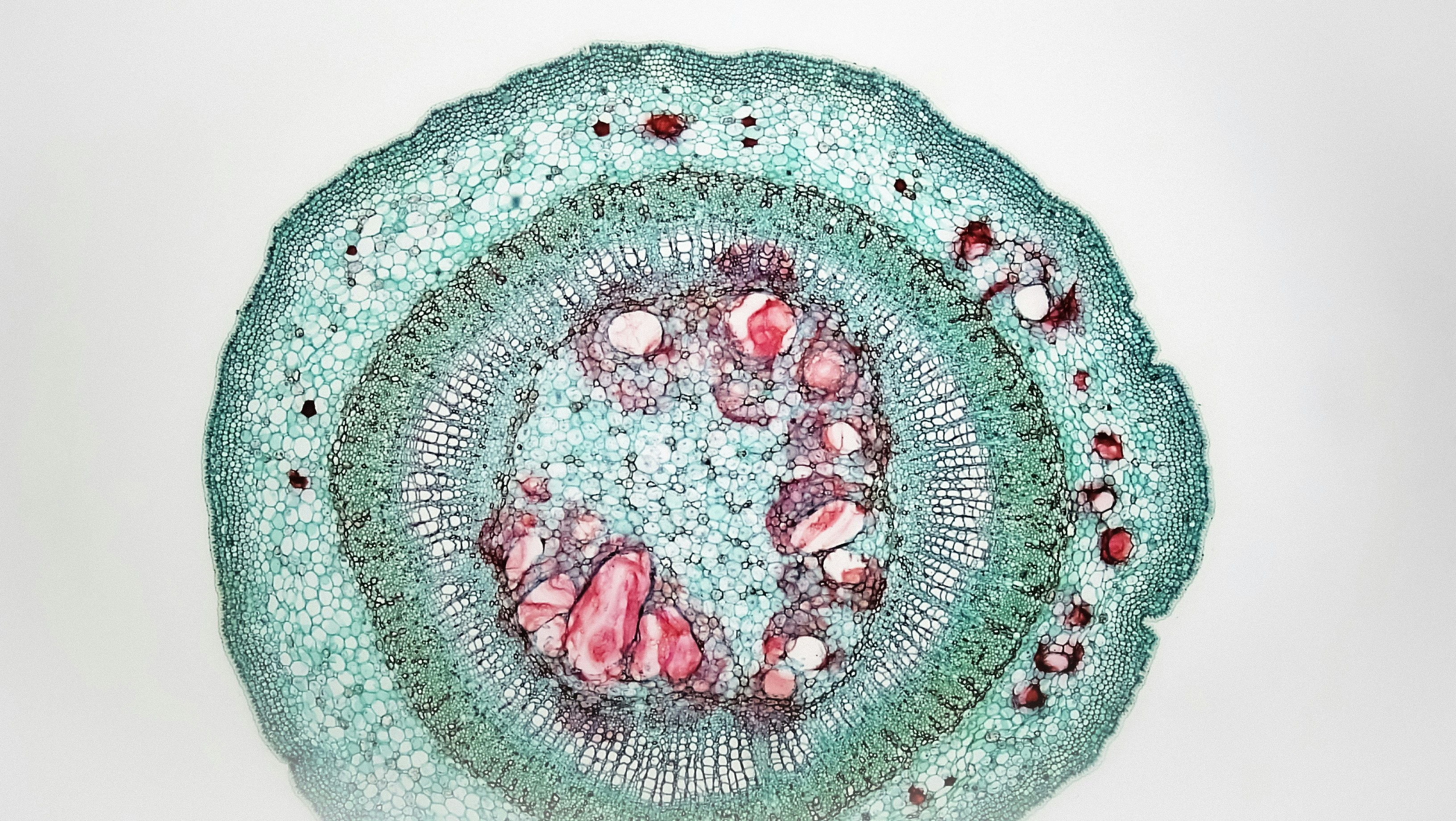 Woody Dicot Stem: Early Growth in Early First Year Tilia photo – Free ...