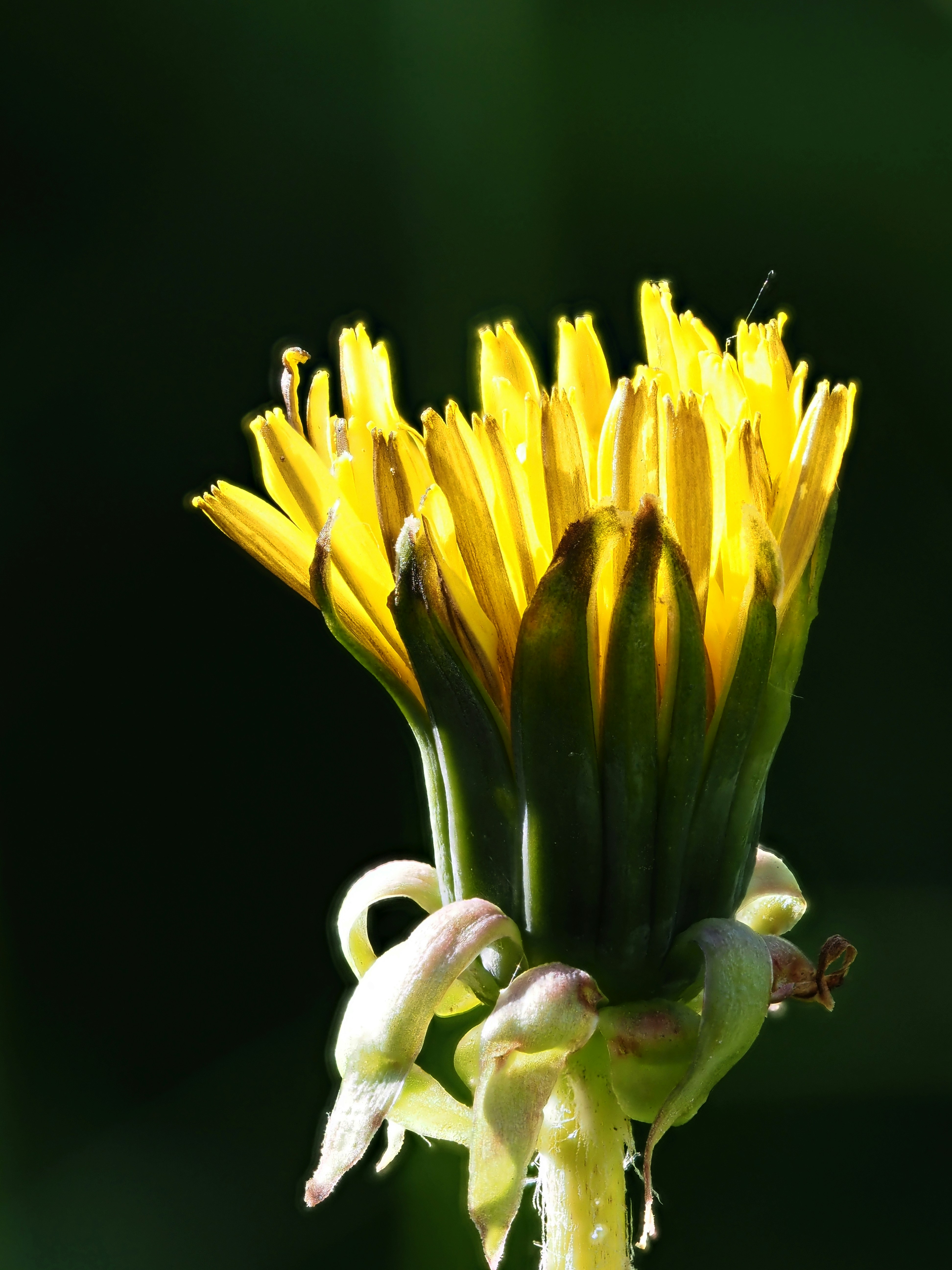 dandelion flower opening in the morning sun