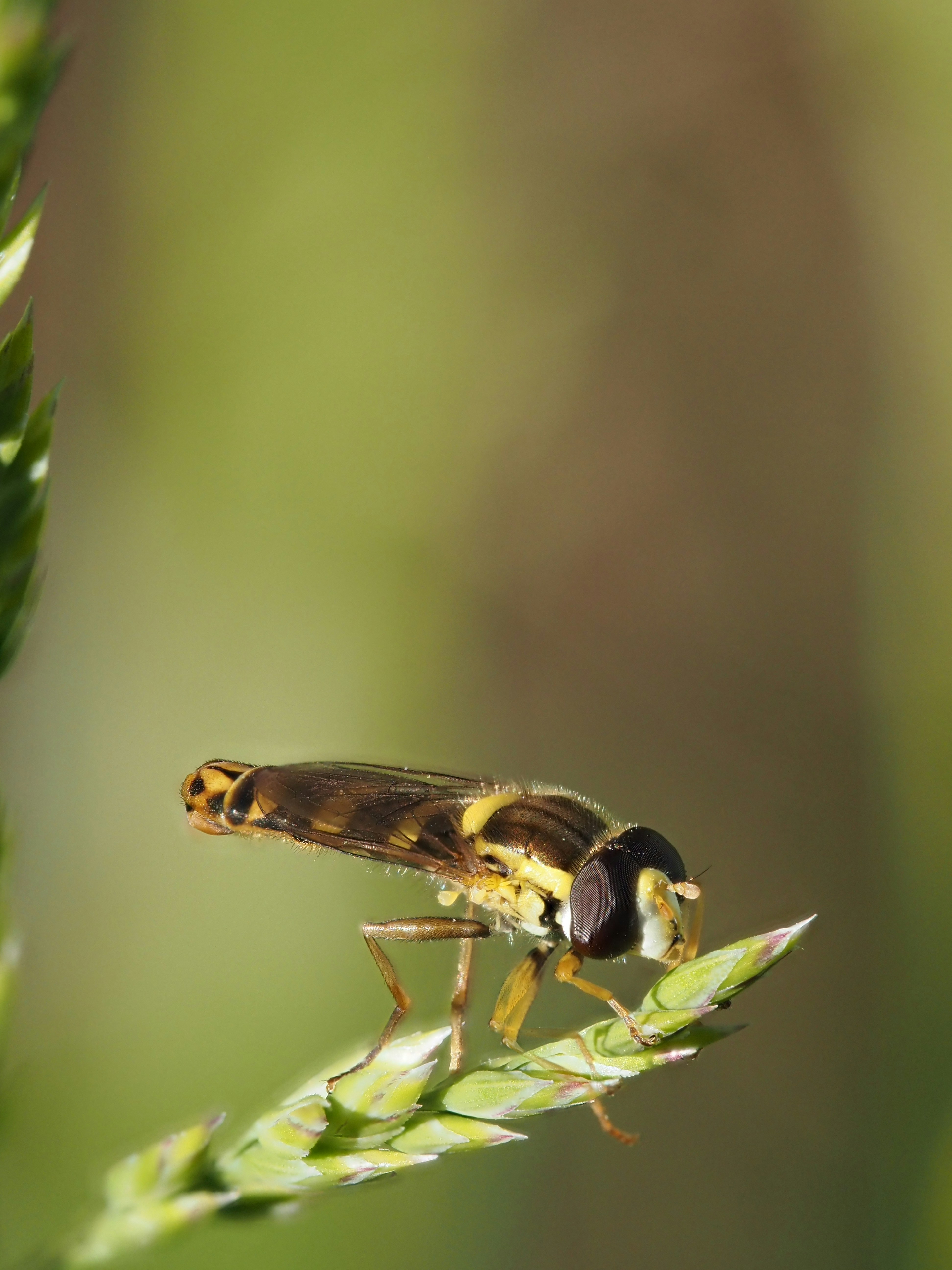 Micro Portrait: Hoverfly on a Grass Spike