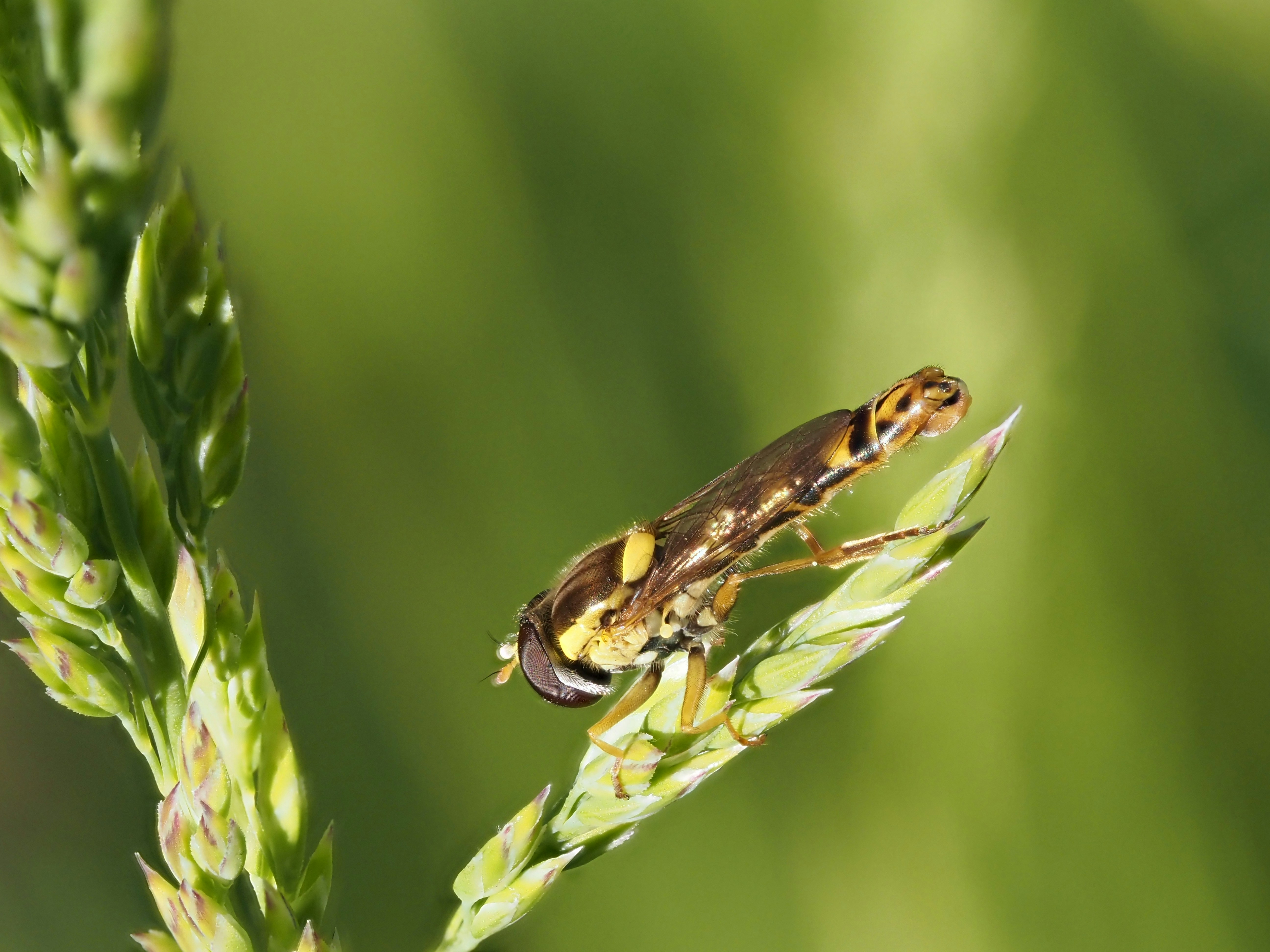 insect in the morning sun