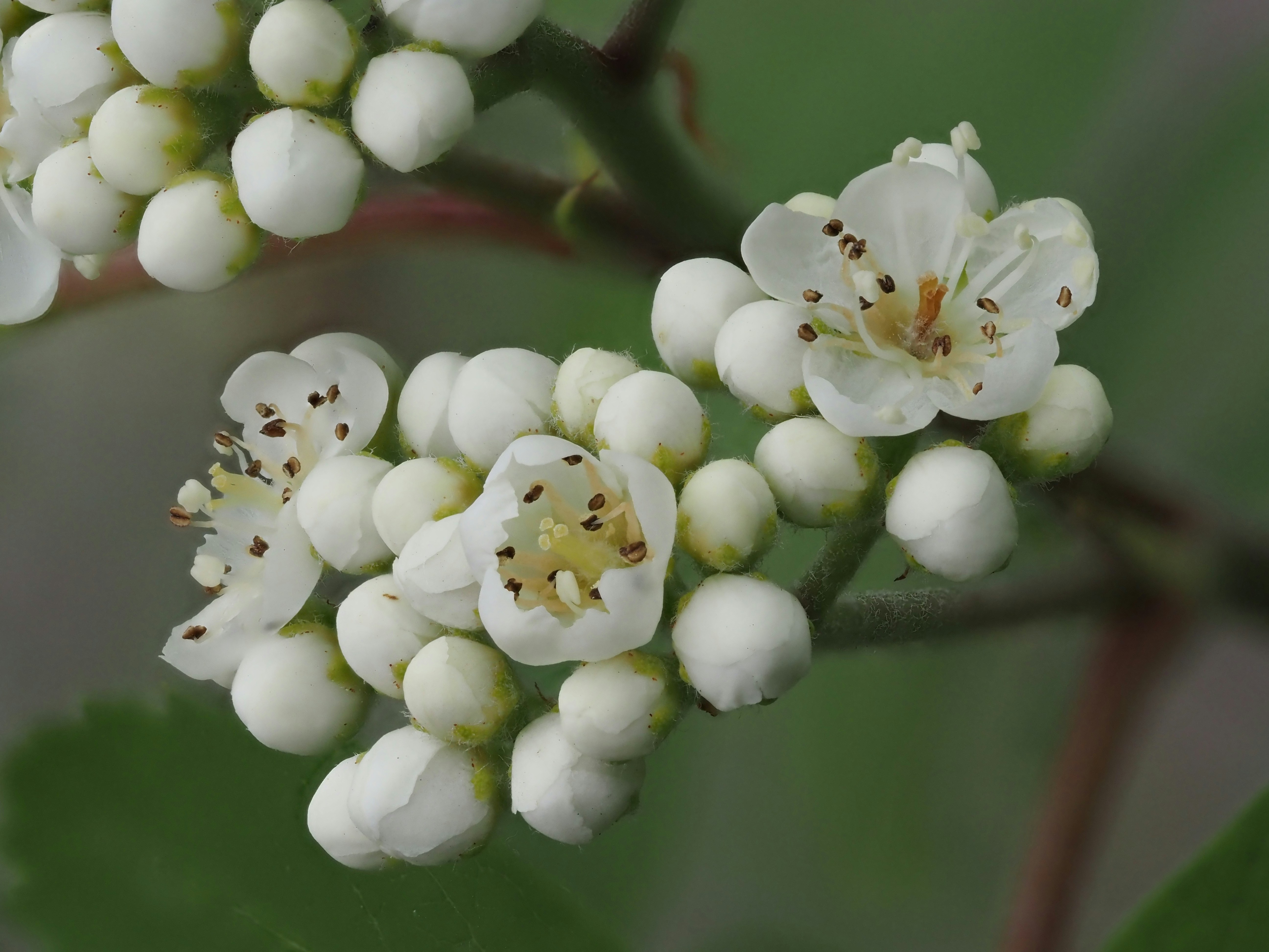Snowy Buds in Soft Focus: A Close-Up of Spring's Quiet Bloom