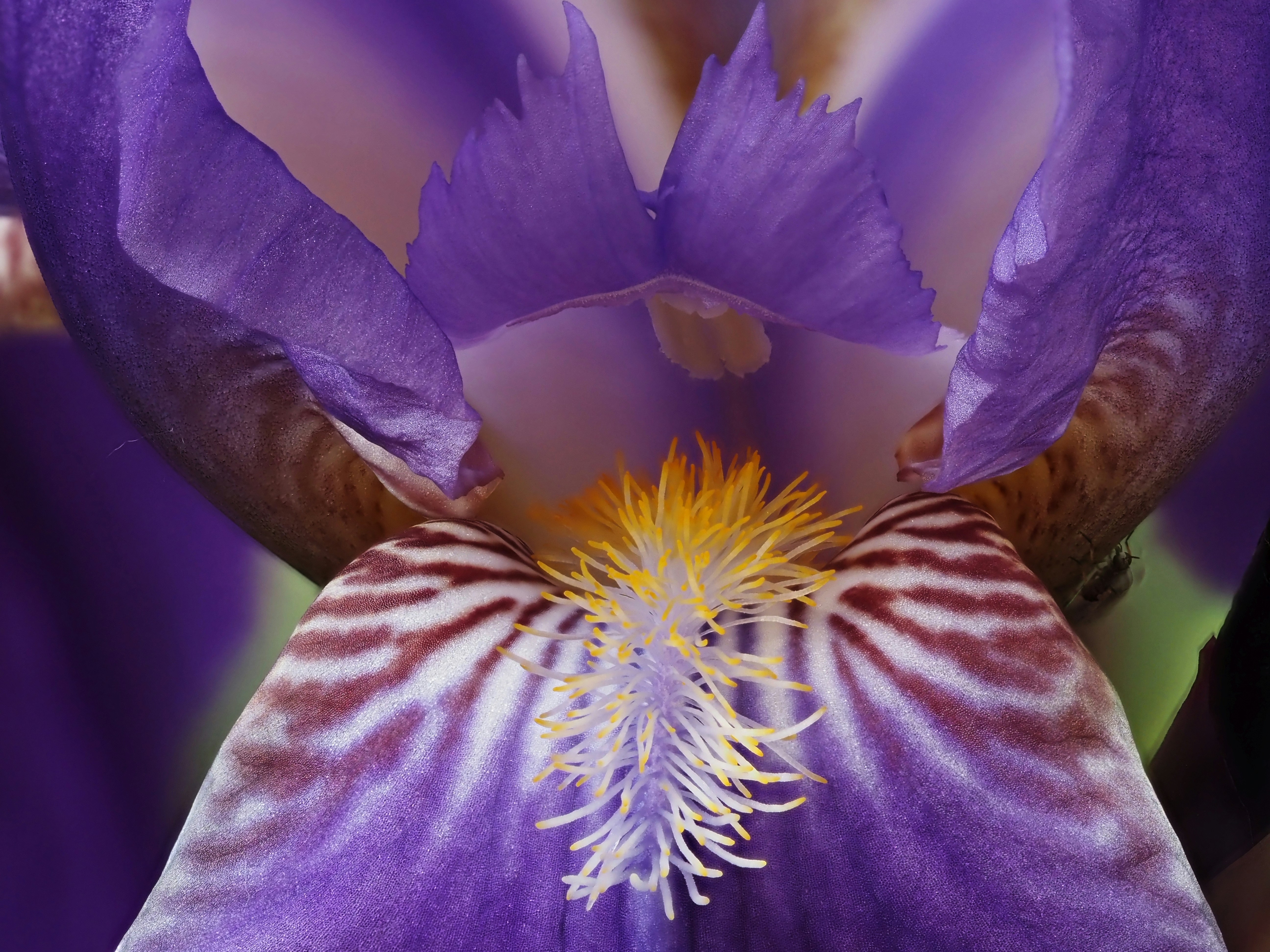 Velvet Iris, Golden Core: A Macro Portrait of Purple Petals