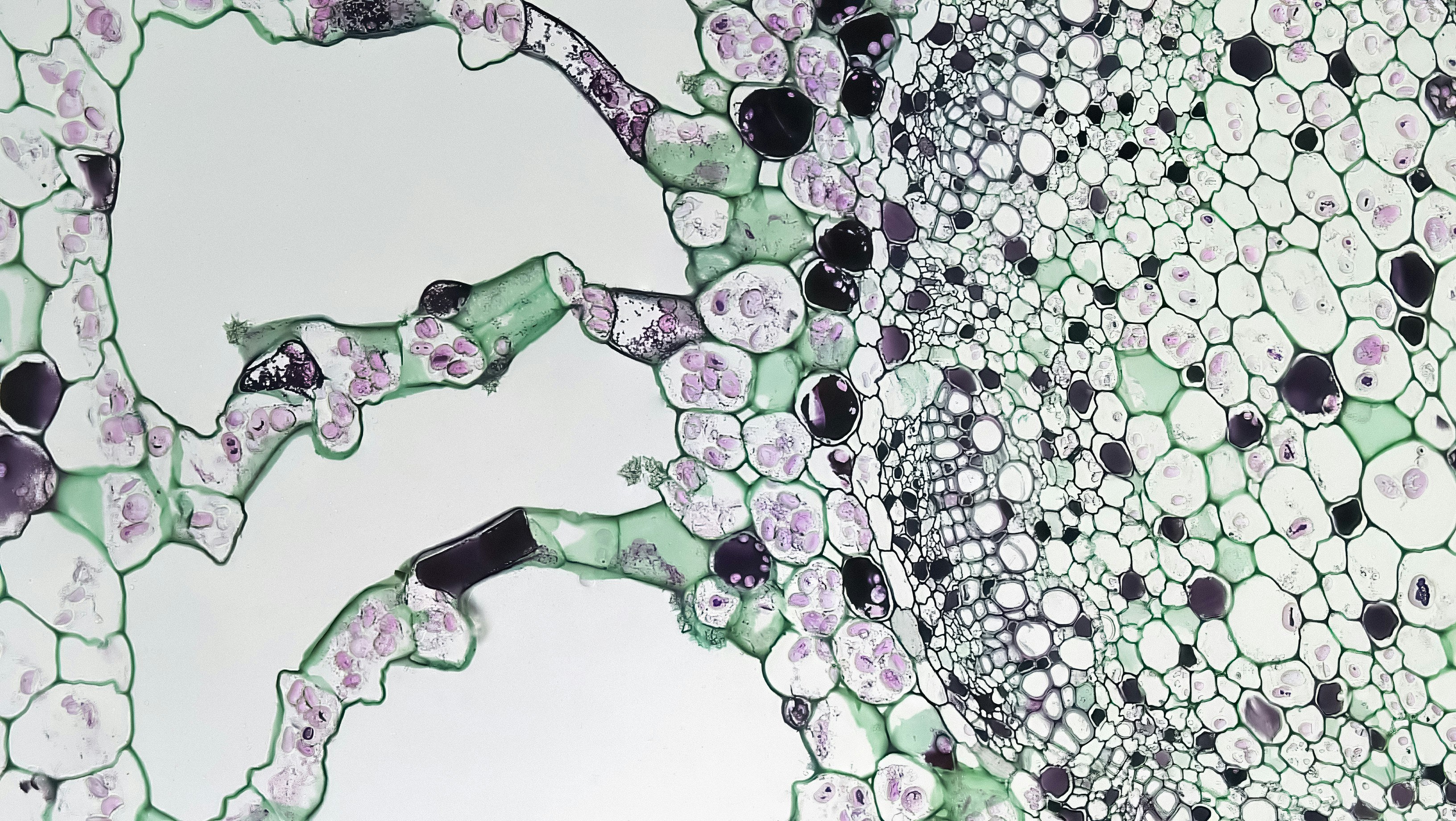 Aquatic Herbaceous Dicot Stem: Inner Cortex in Myriophyllum photo ...