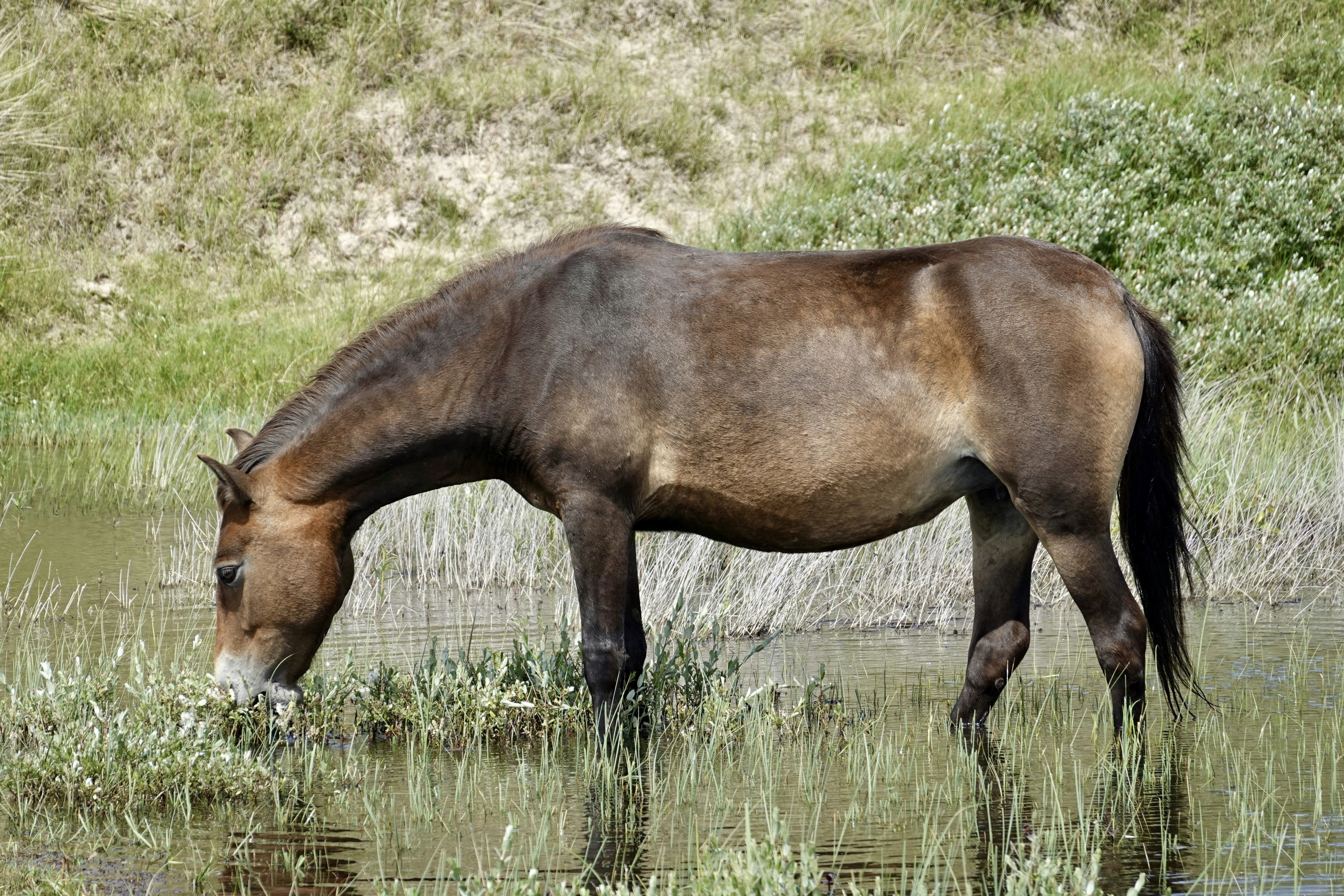 An Exmoor pony grazing at a flooded low area in the coastal dunes area