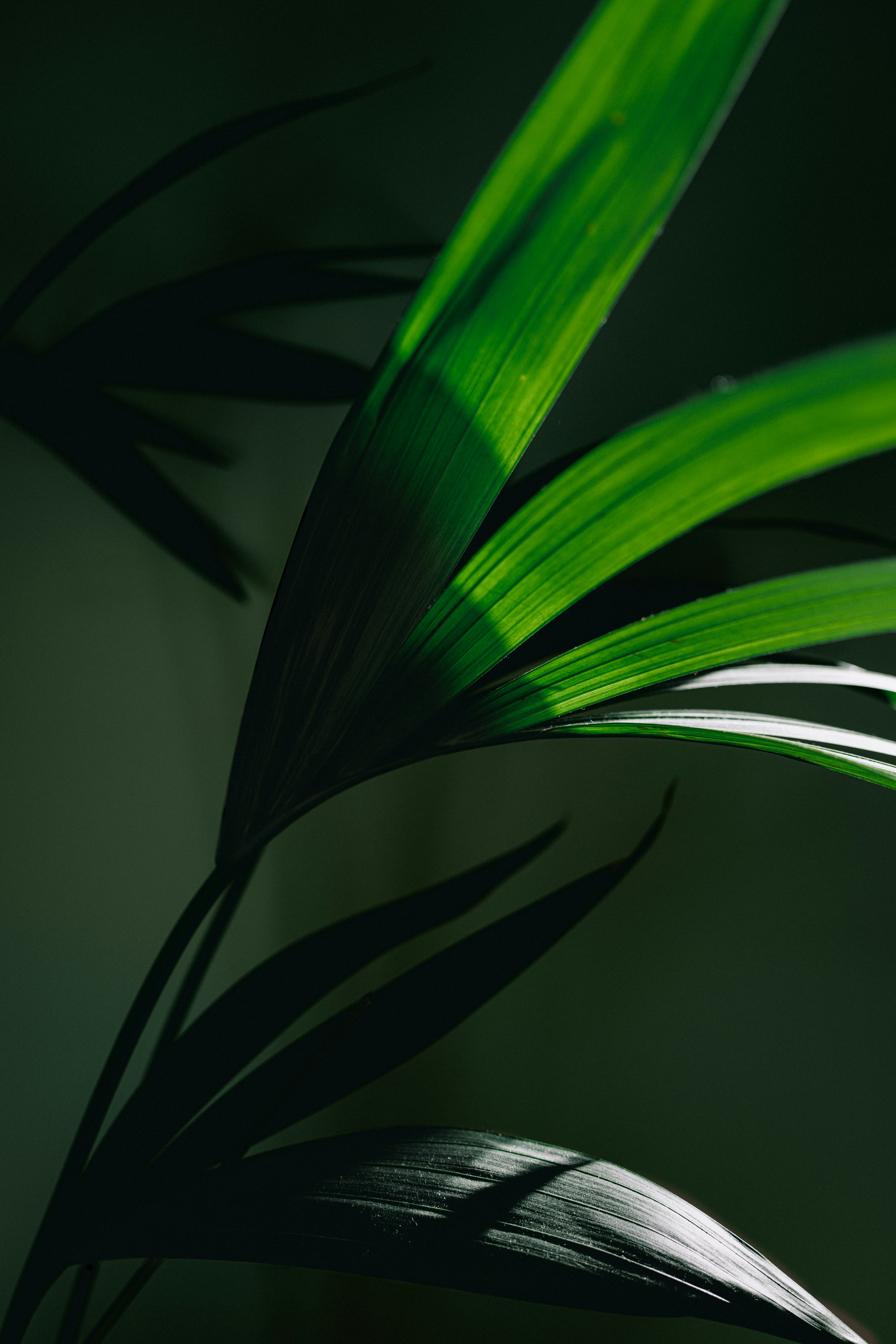 A close up of a green leaf on a plant photo – Free Wallpaper Image on ...