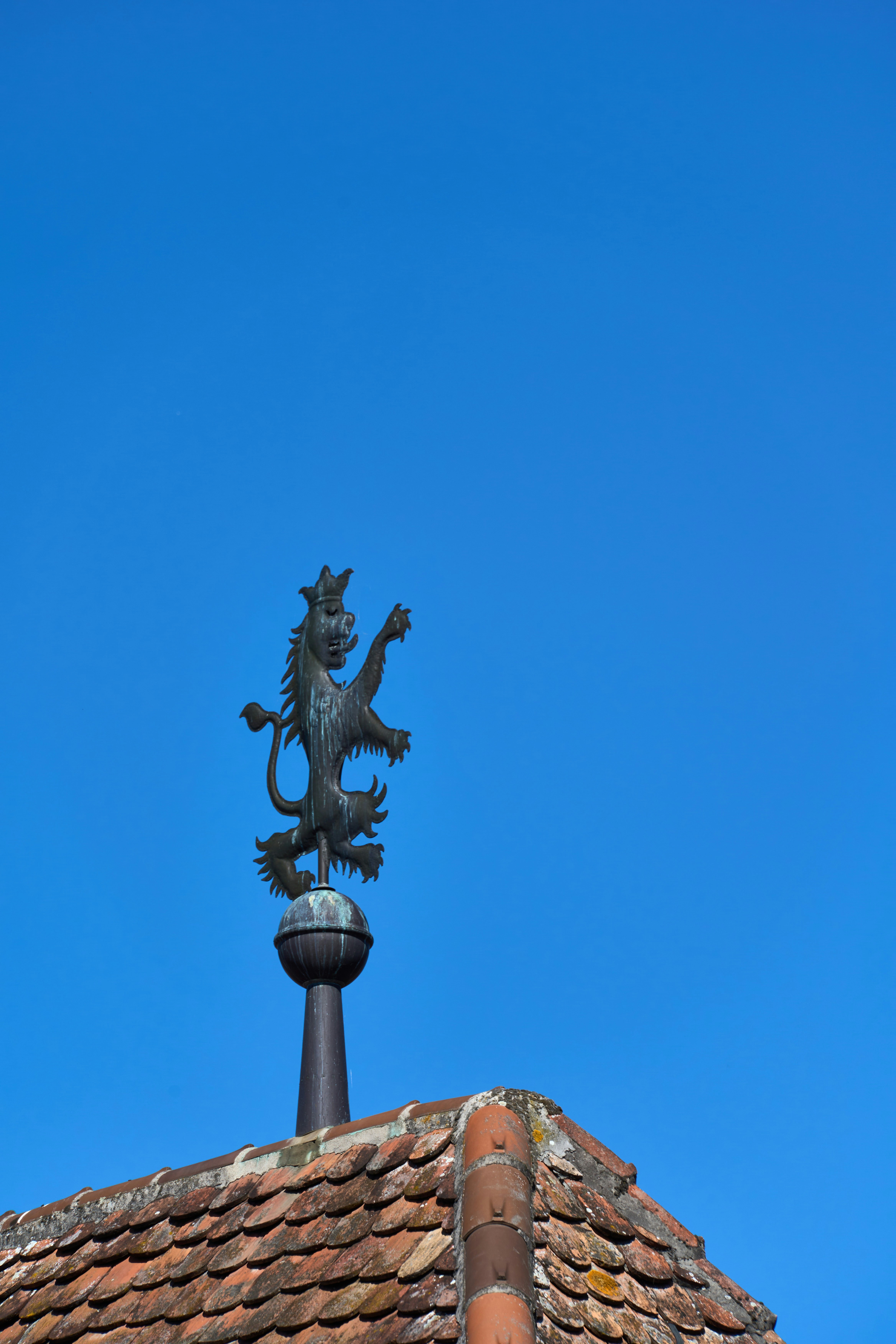 Photo by Wolfgang Hasselmann with Sony Alpha 7 IV