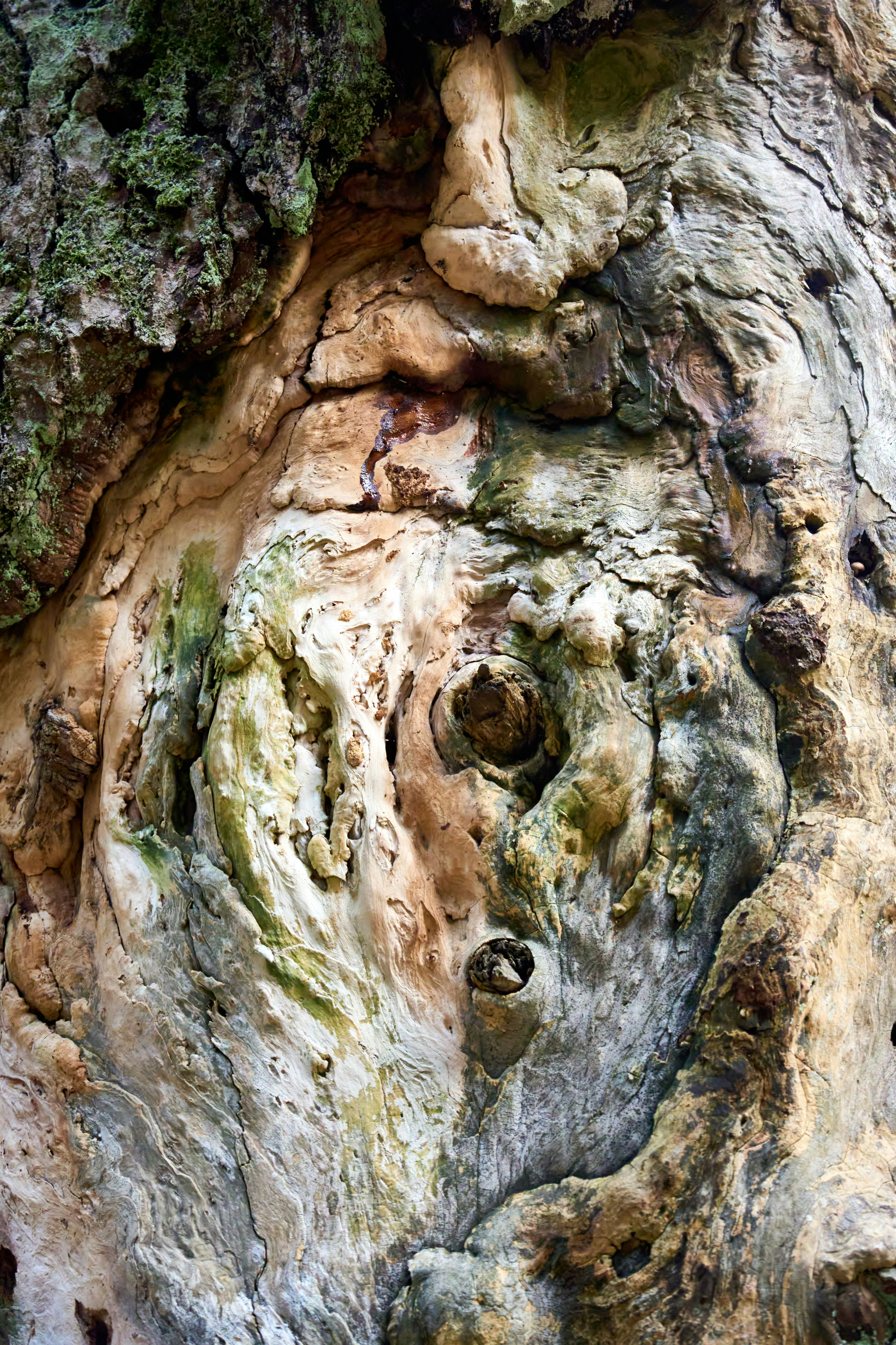 Photo by Wolfgang Hasselmann with Sony Alpha 7 IV