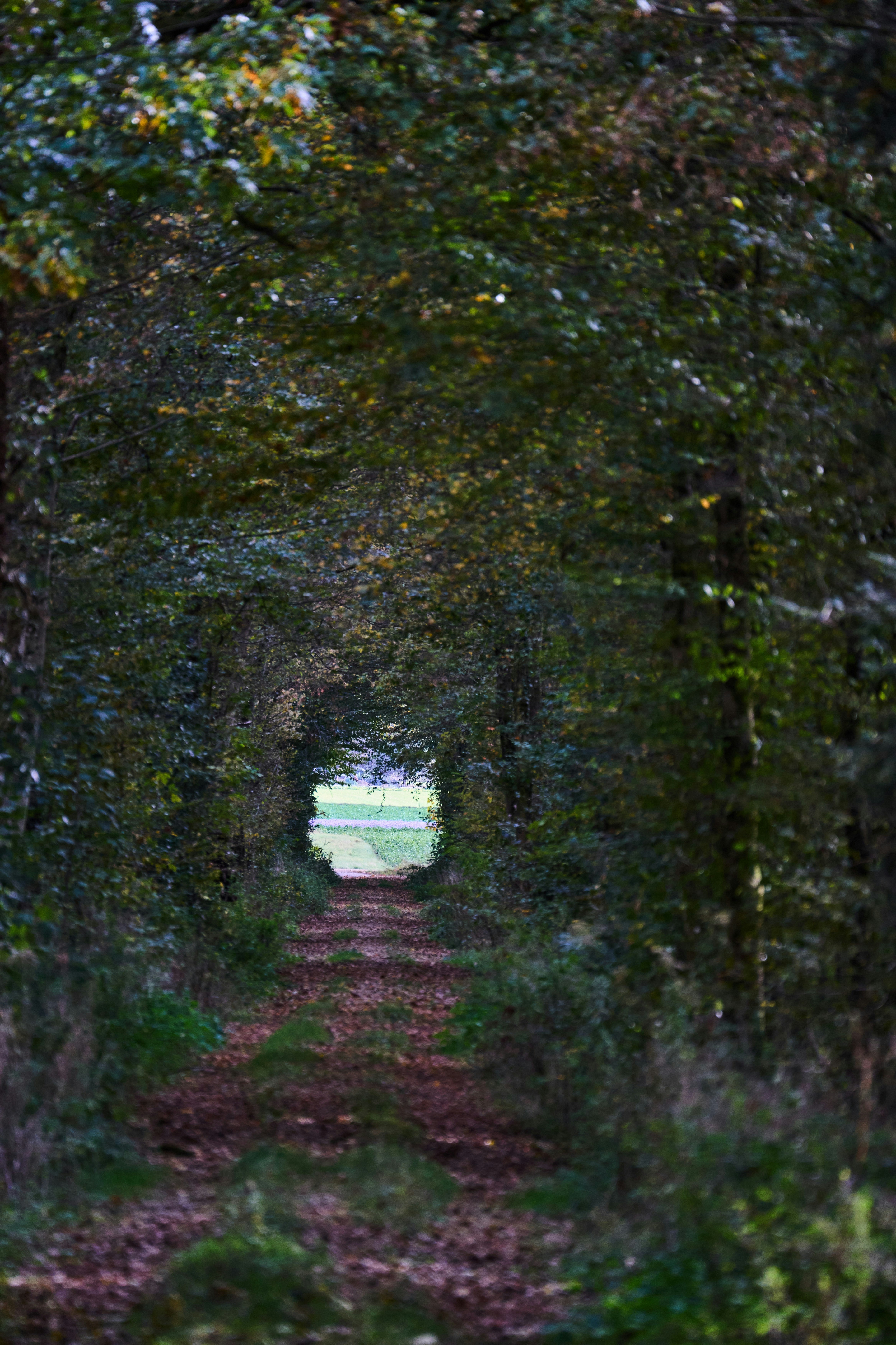 Photo by Wolfgang Hasselmann with Sony Alpha 7 IV