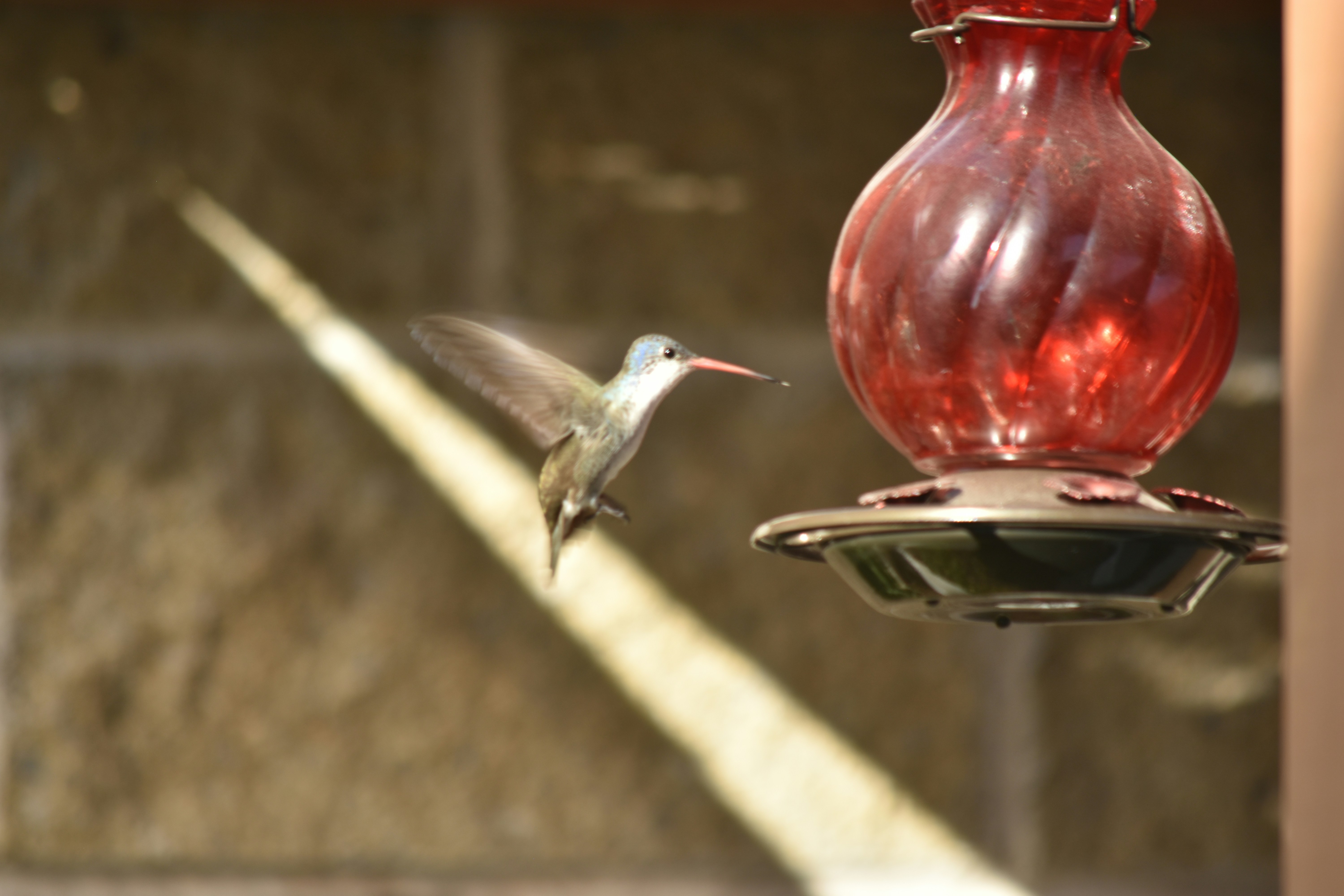 Hovering on the Ruby Nectar Feeder: a hummingbird in action