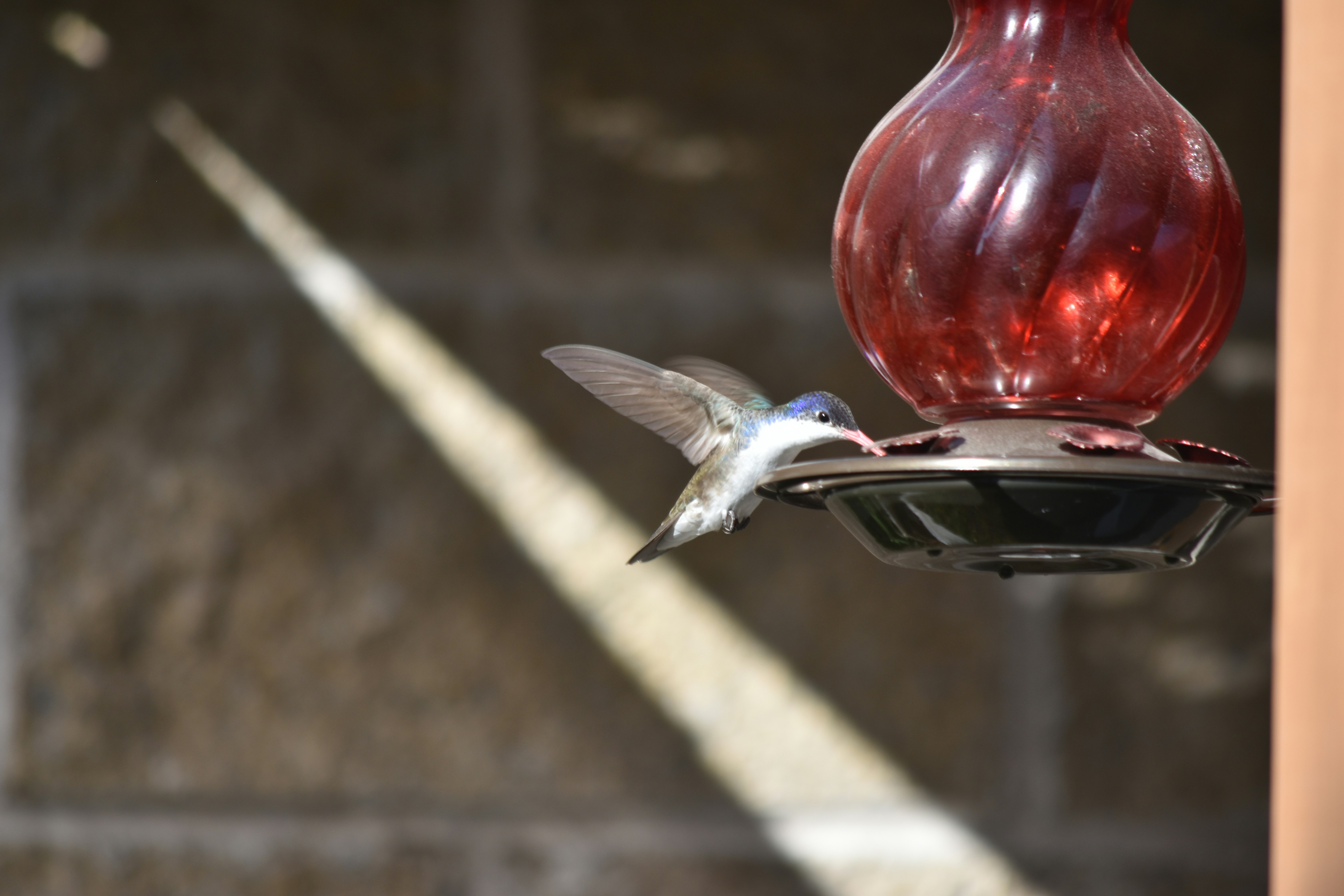 A hummingbird flying towards a red hummingbird feeder photo – Free ...