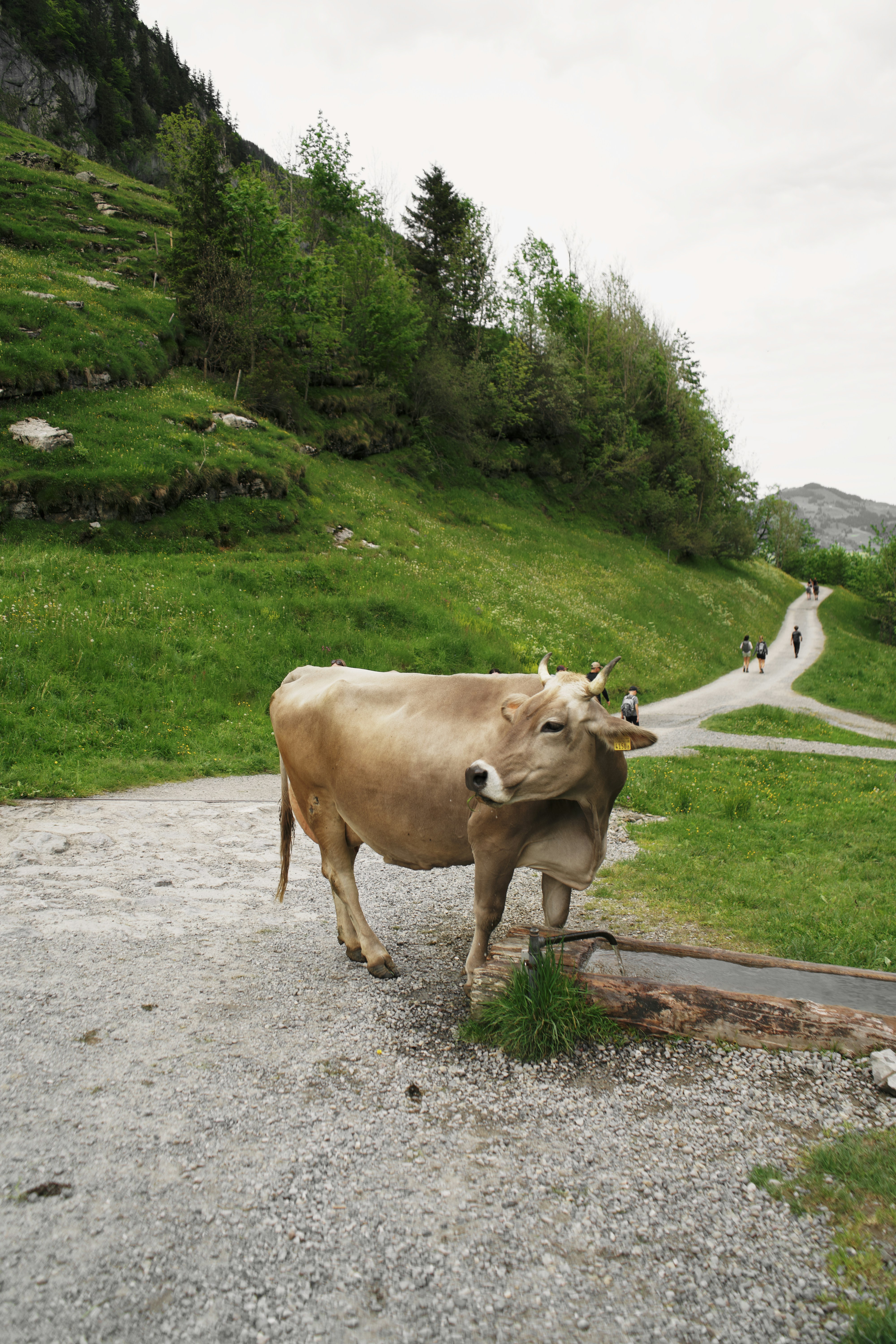 Milking Cow Pictures | Download Free Images on Unsplash