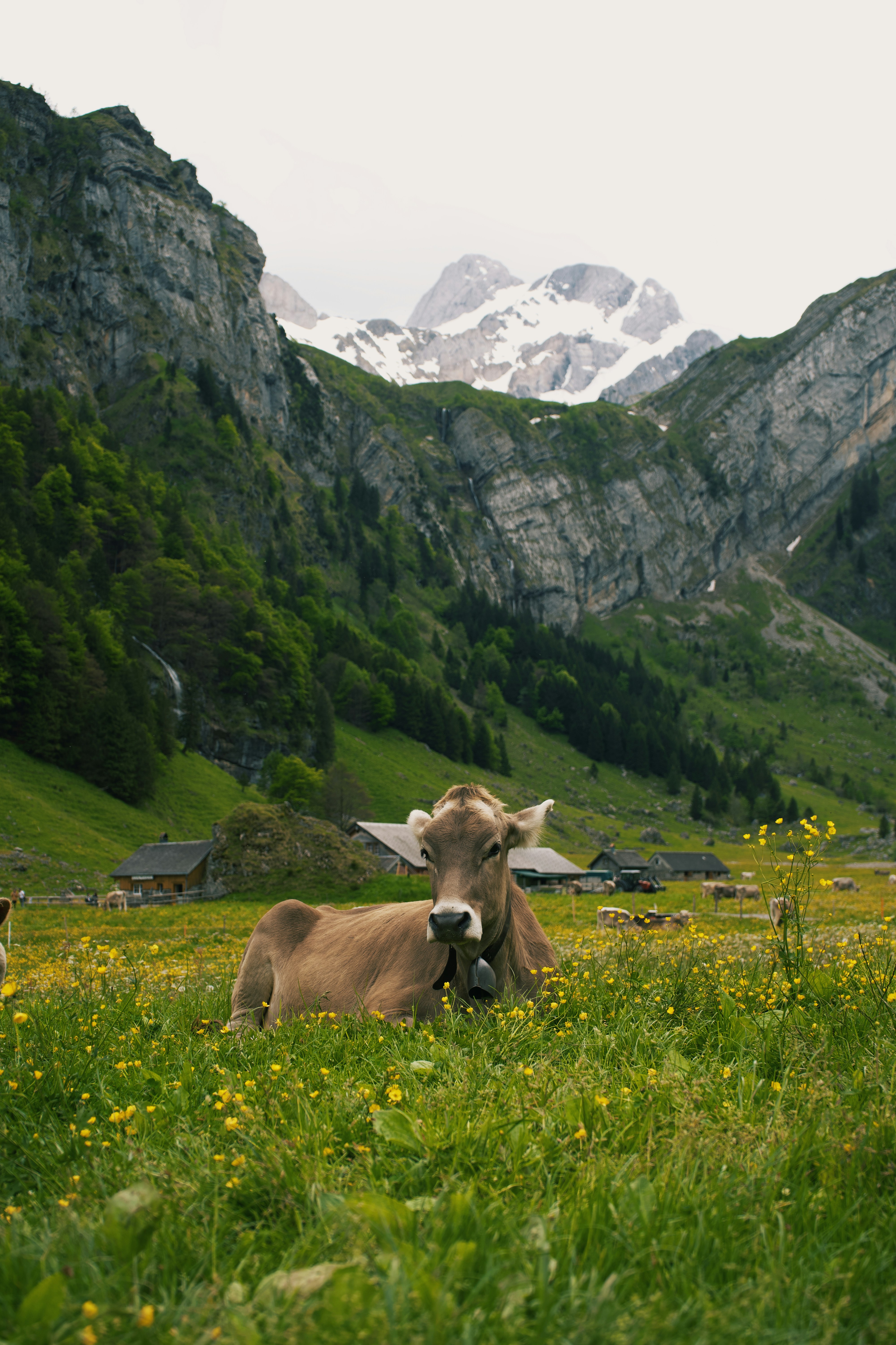 Una vaca acostada en un campo con montañas al fondo foto – Imagen de ...