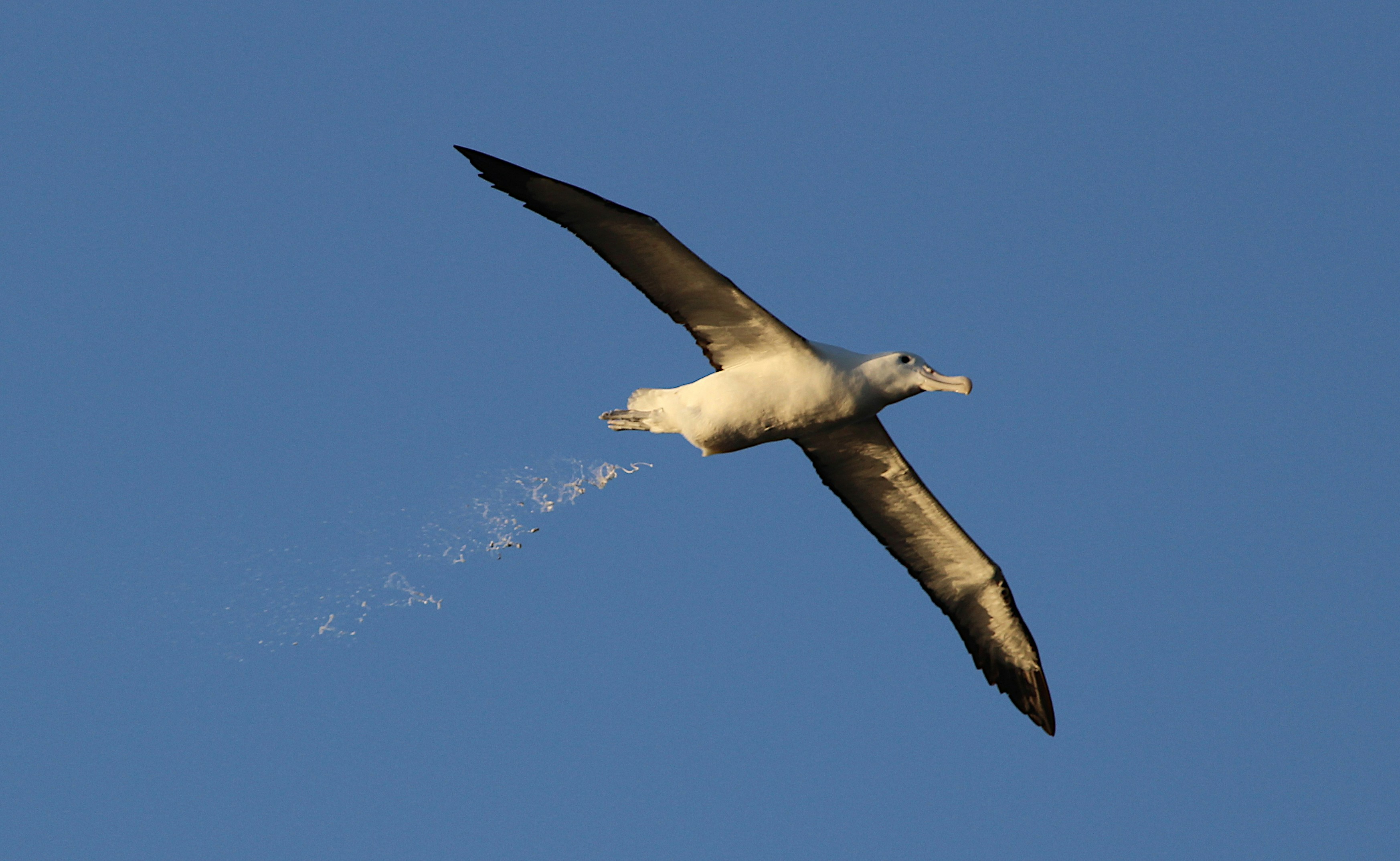 Winged silhouette against a sapphire sky