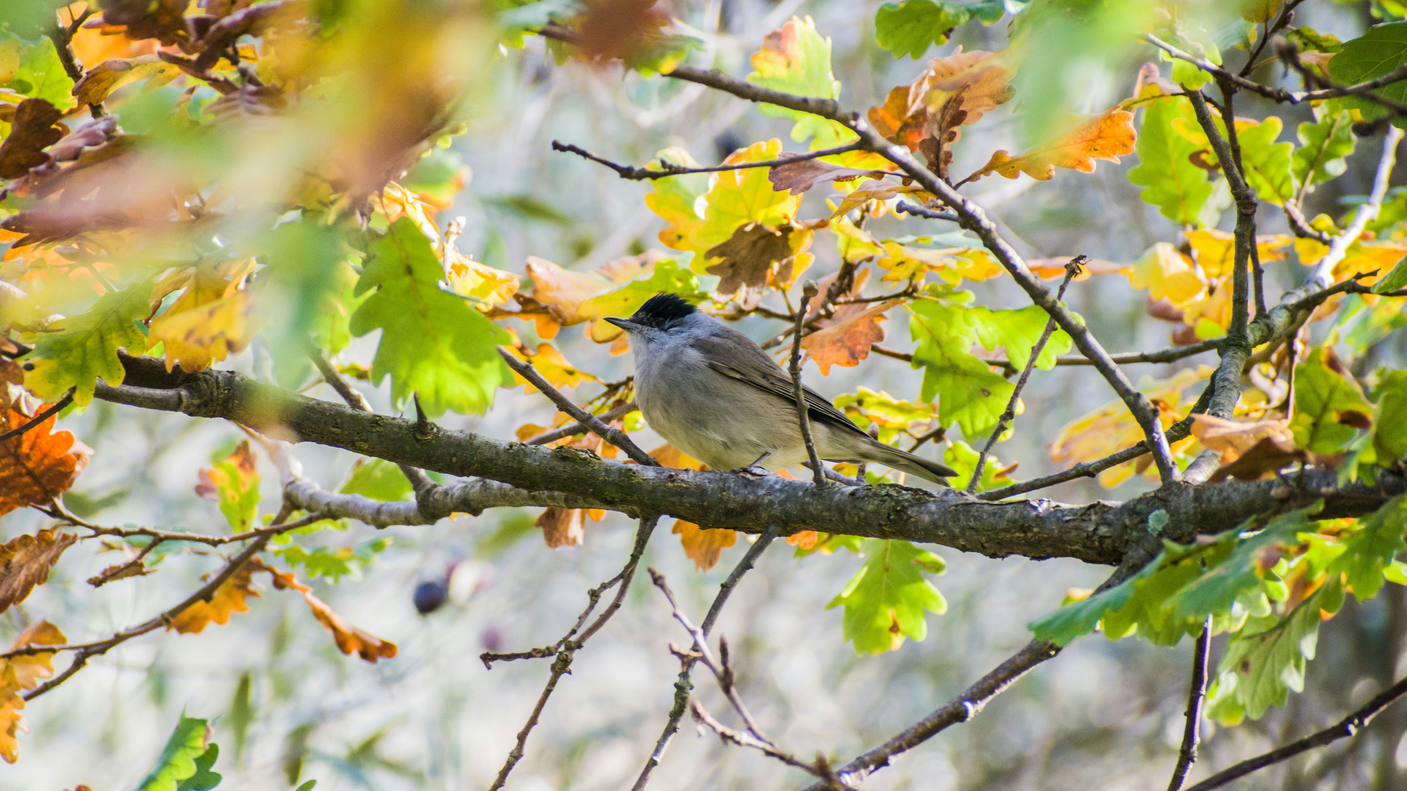 Photo by Antonio Rosati with Nikon D3500