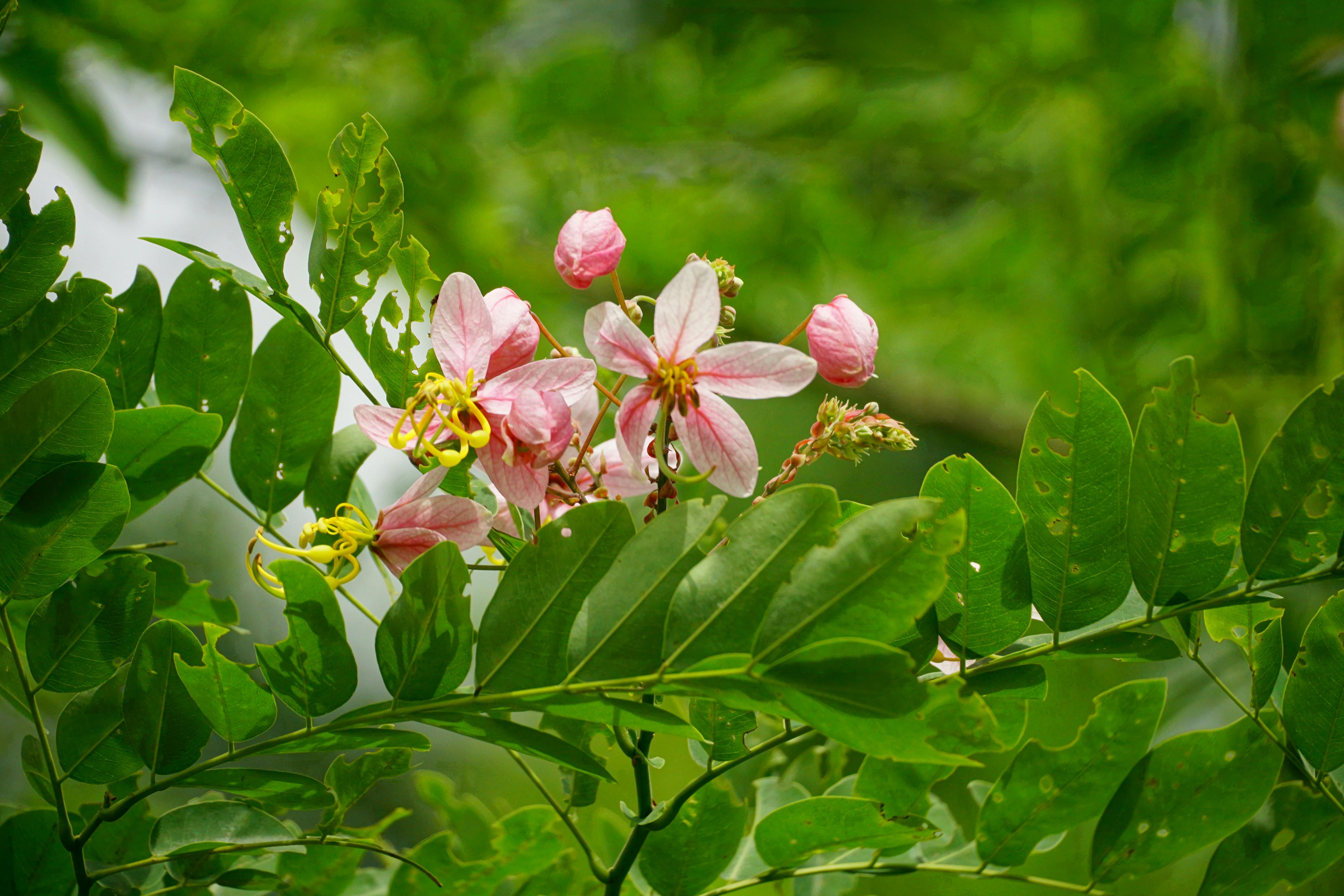 Pink Blossom Cluster Framed by Verdant Foliage