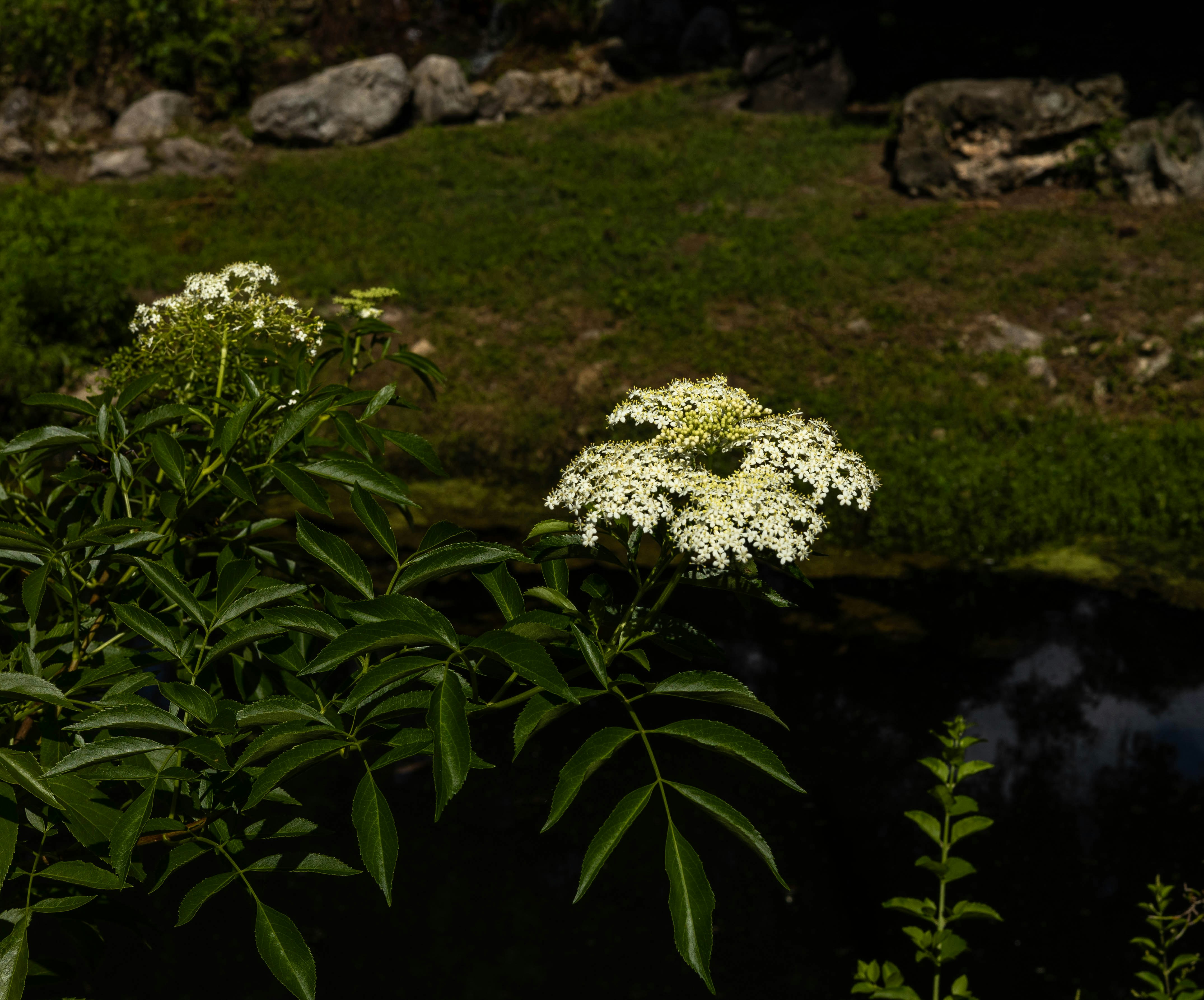 Pond-Edge Elderflowers in Quiet Light