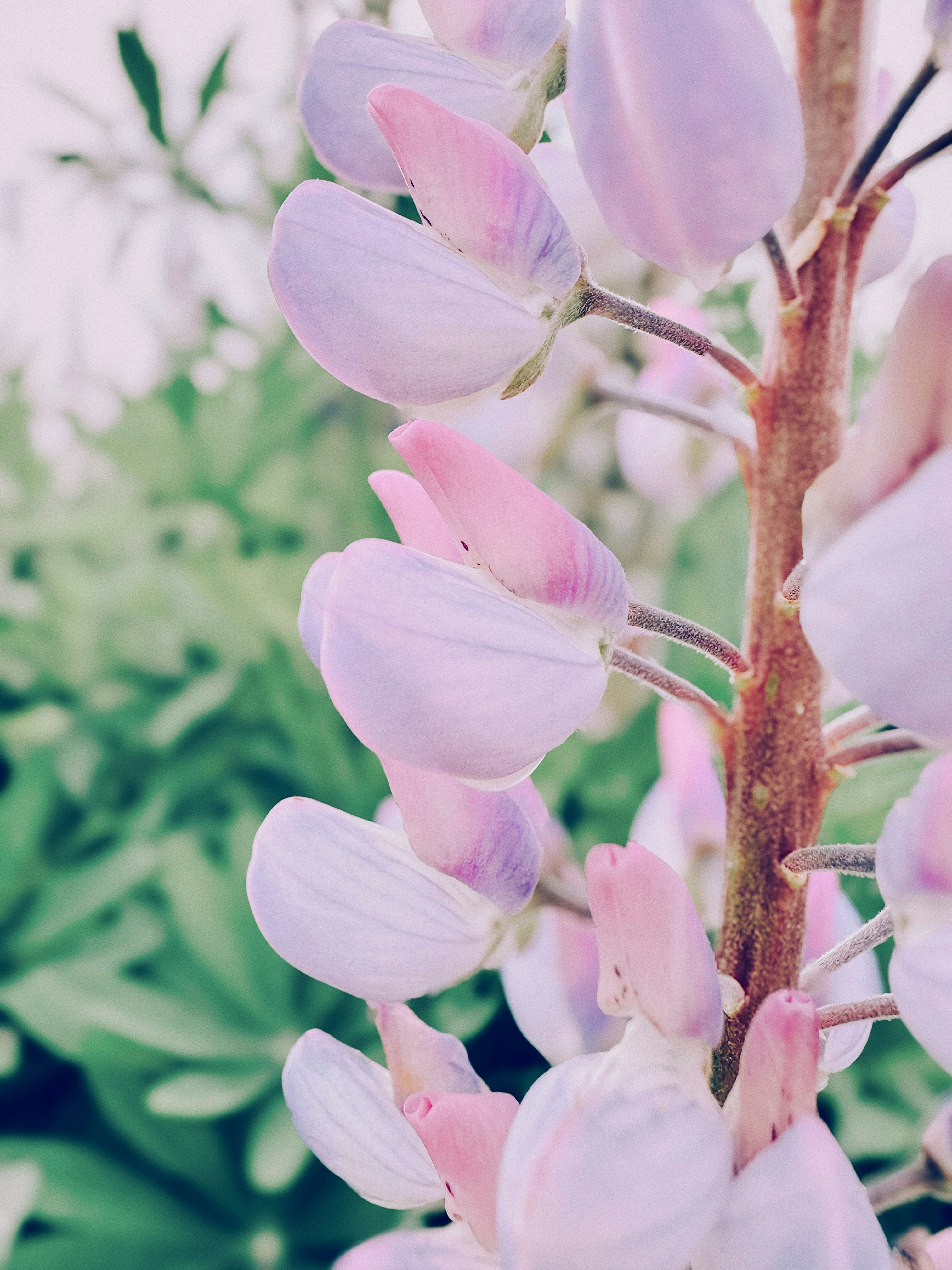 Pastel Lily Cascade: Soft petals along a woody stem