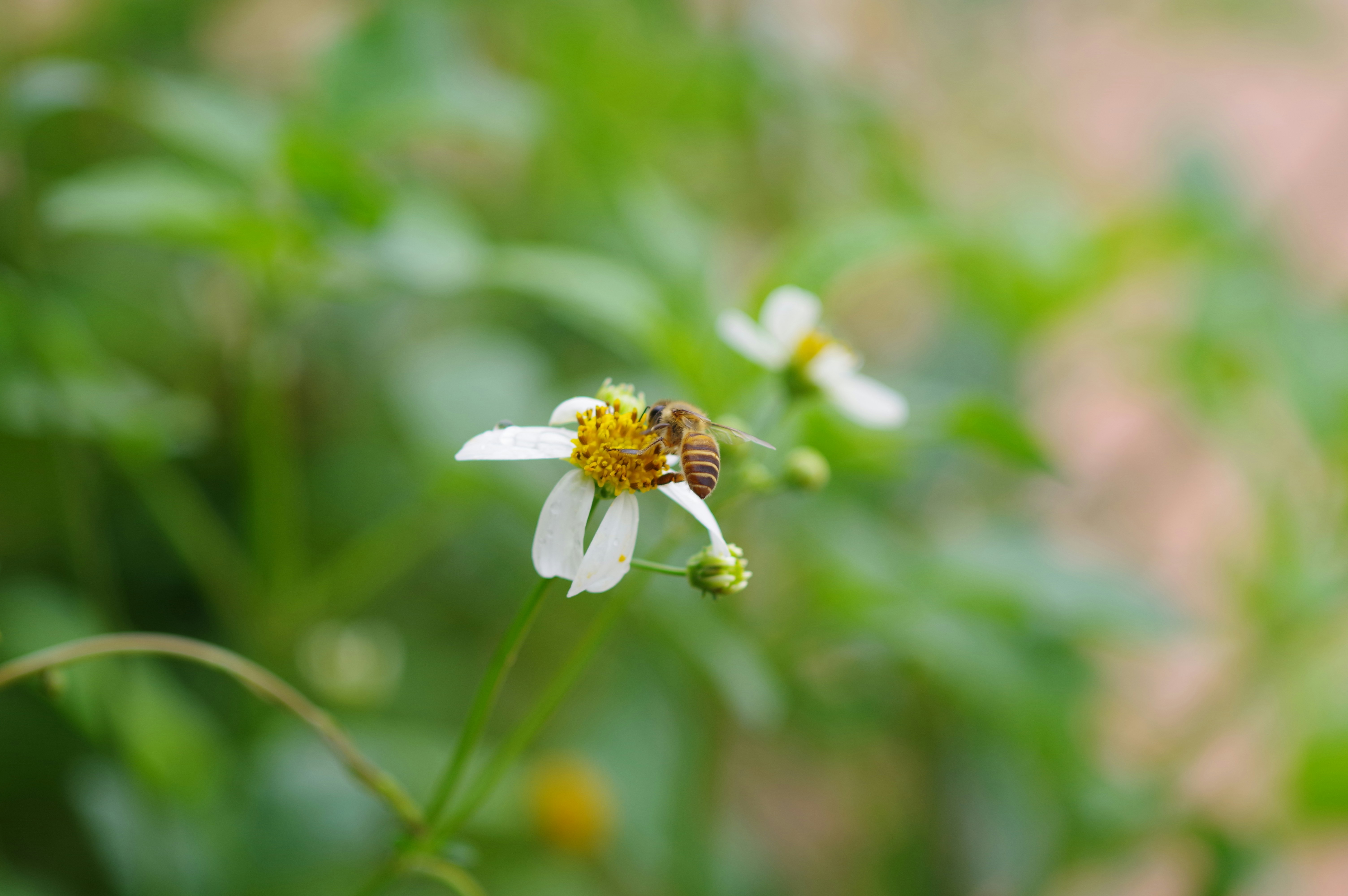 Bee on a White Daisy: A Quiet Moment in Verdant Blur