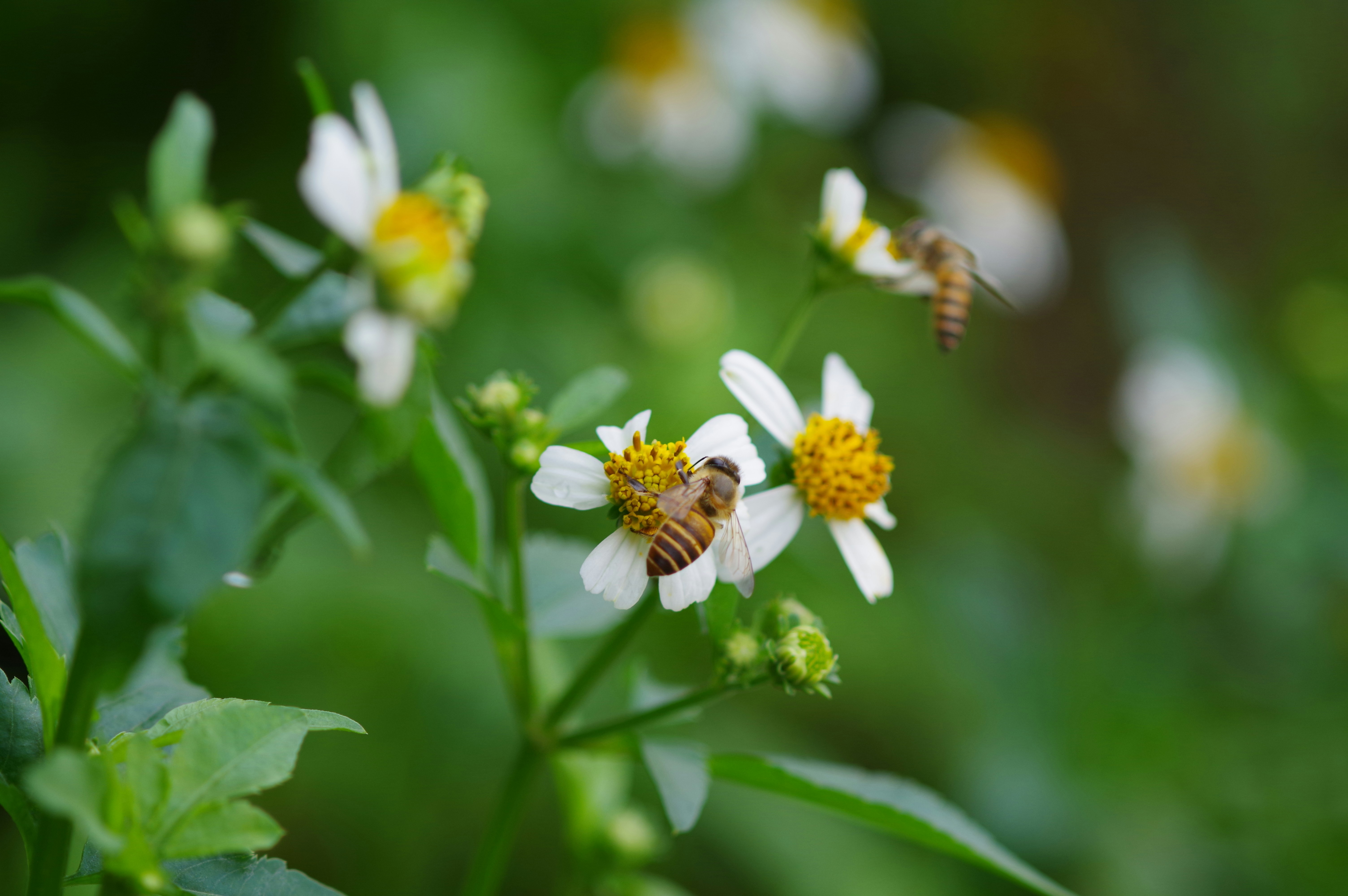 Honeybees Center-Stage on a White Daisy in a Verdant Blur