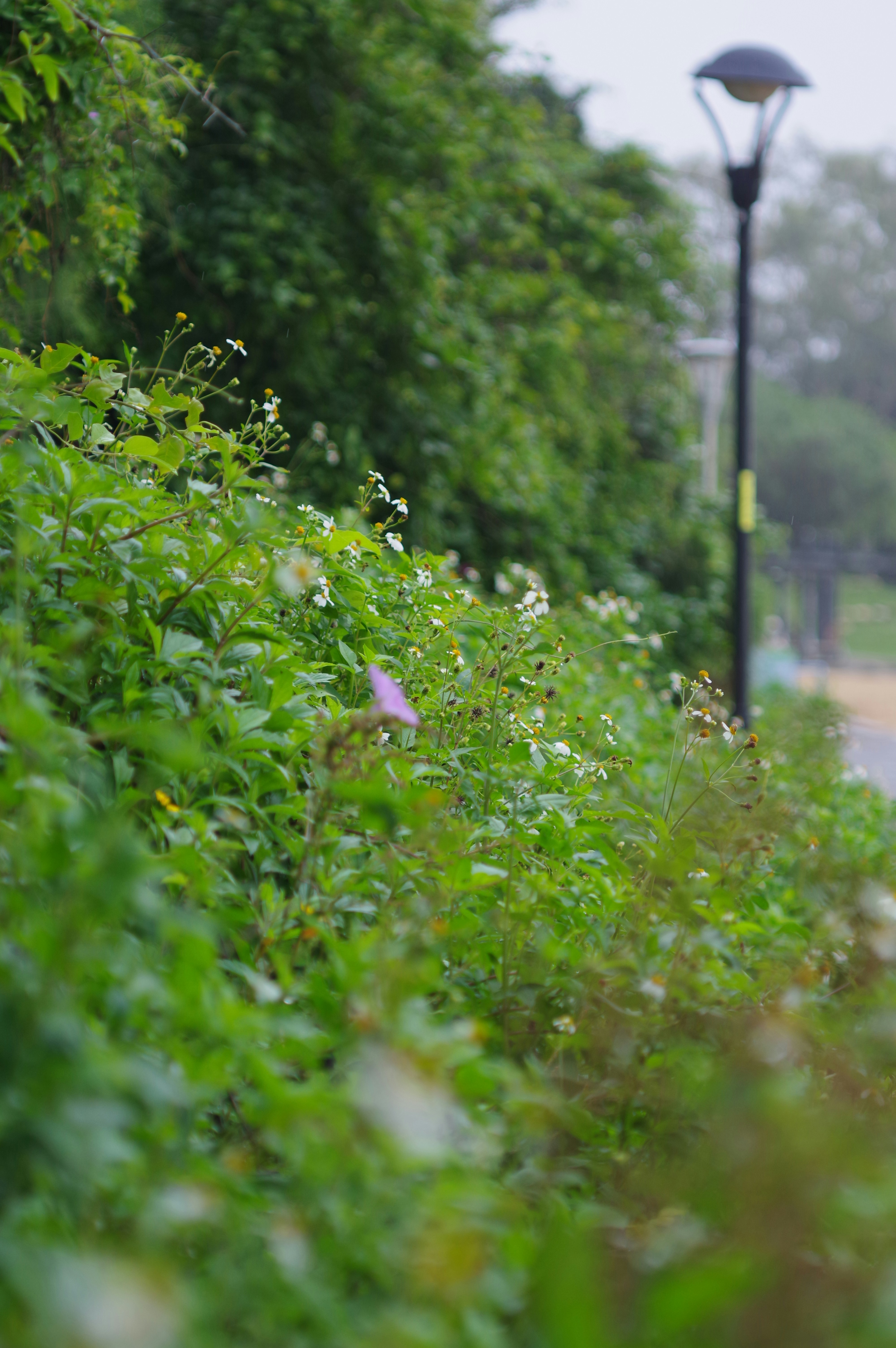 Verdant Border: A Park Hedge Framed by a Distant Lamp Post in Soft Focus