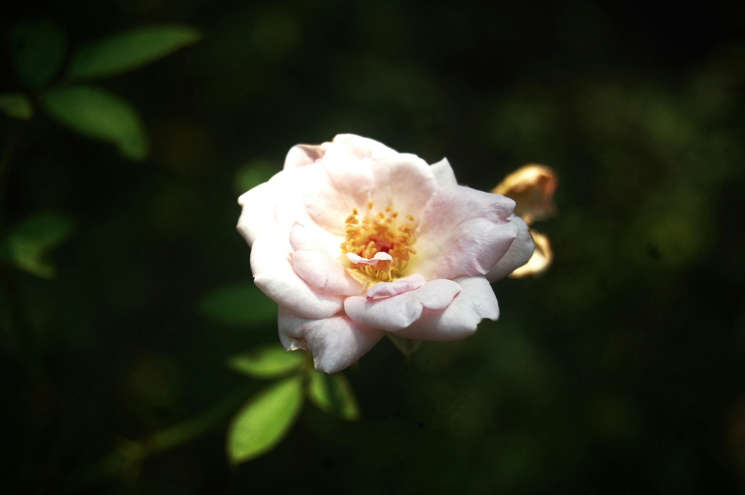 focused rose flower clicked through NIKON D40 18-55mm lens kit. | a close up of a white flower with green leaves in the background