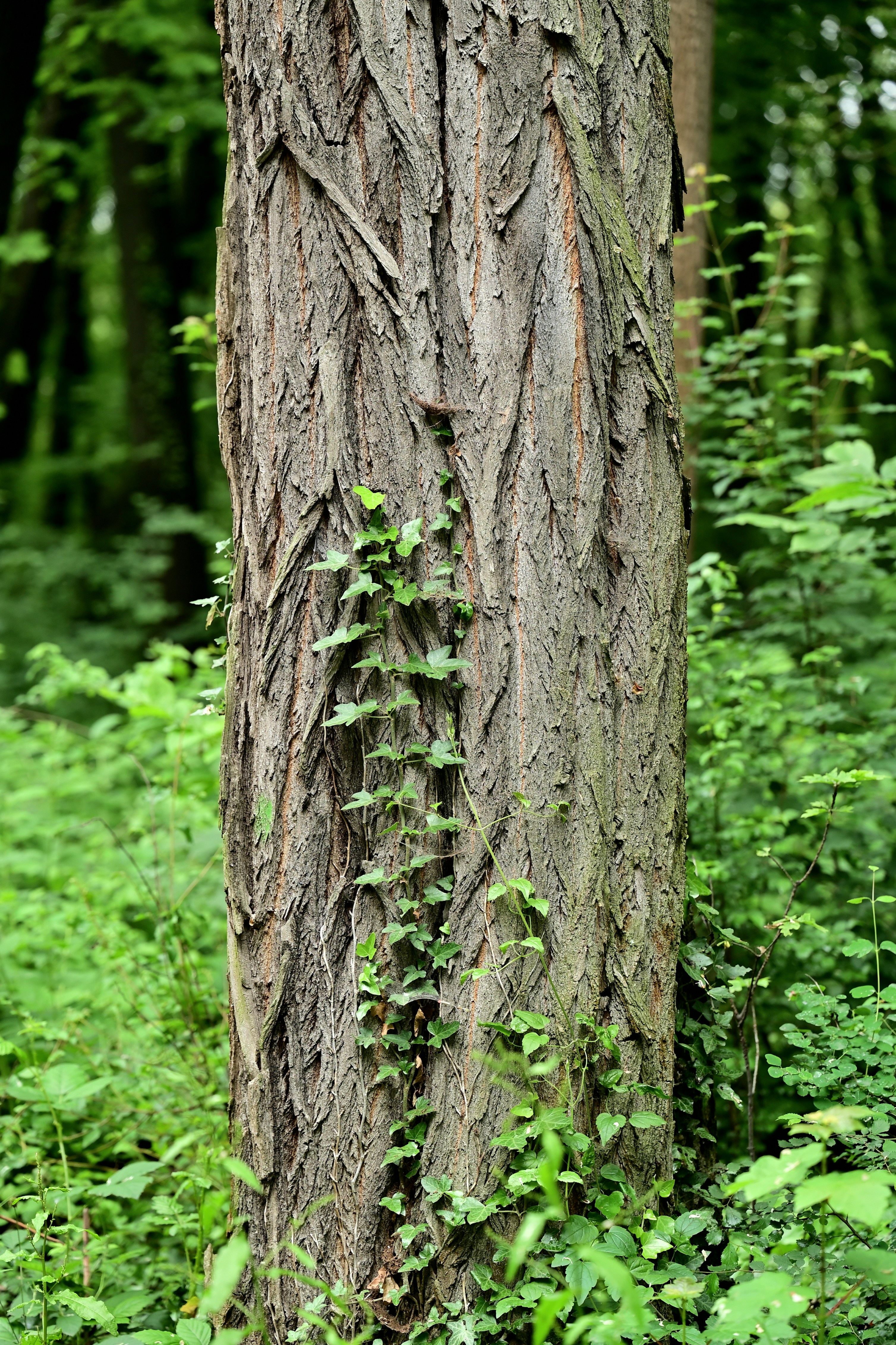 Ivy crawling on tree trunk | a tree with vines growing on it in a forest