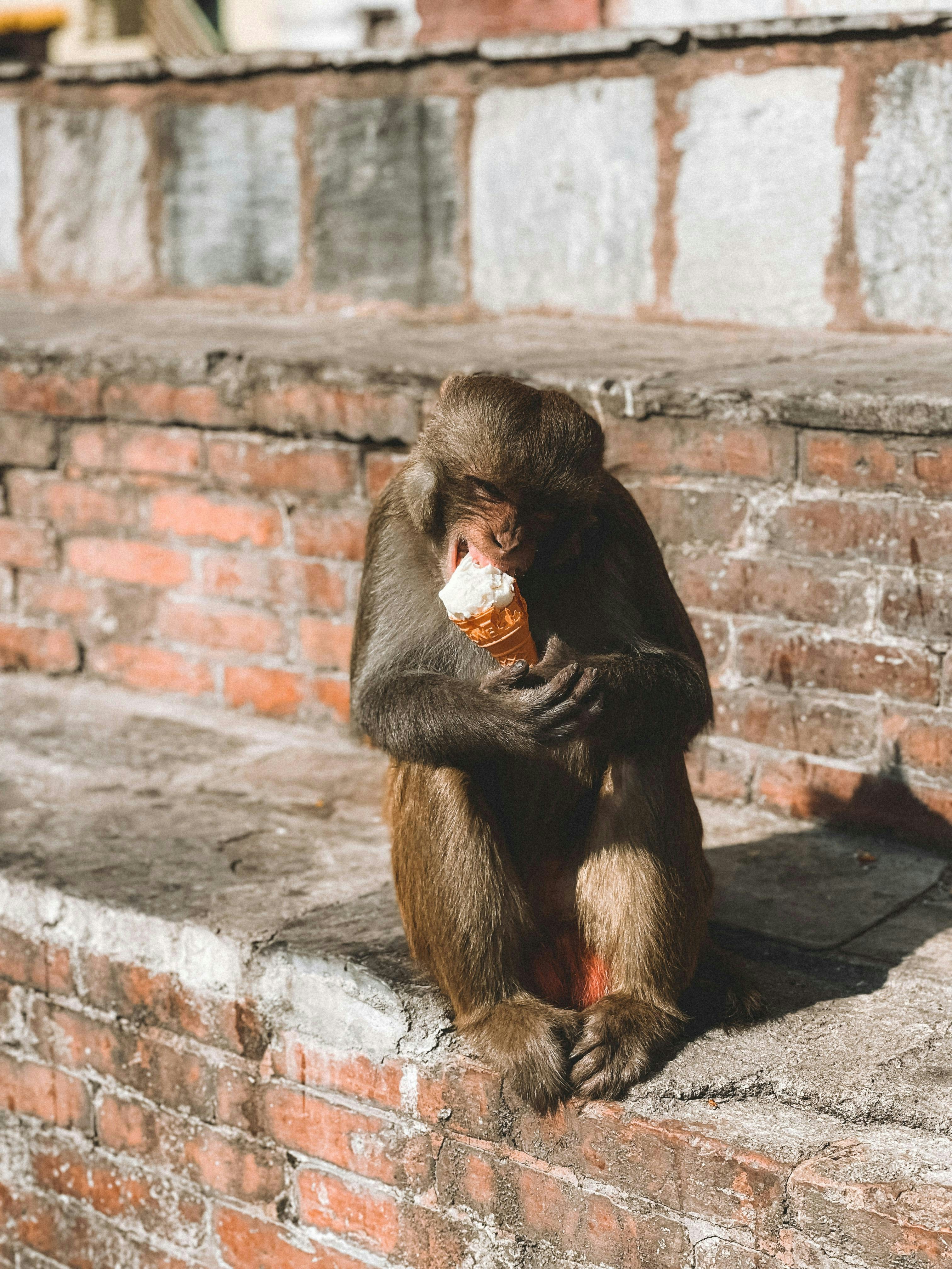 A monkey sitting on a brick wall eating something photo – Free ...